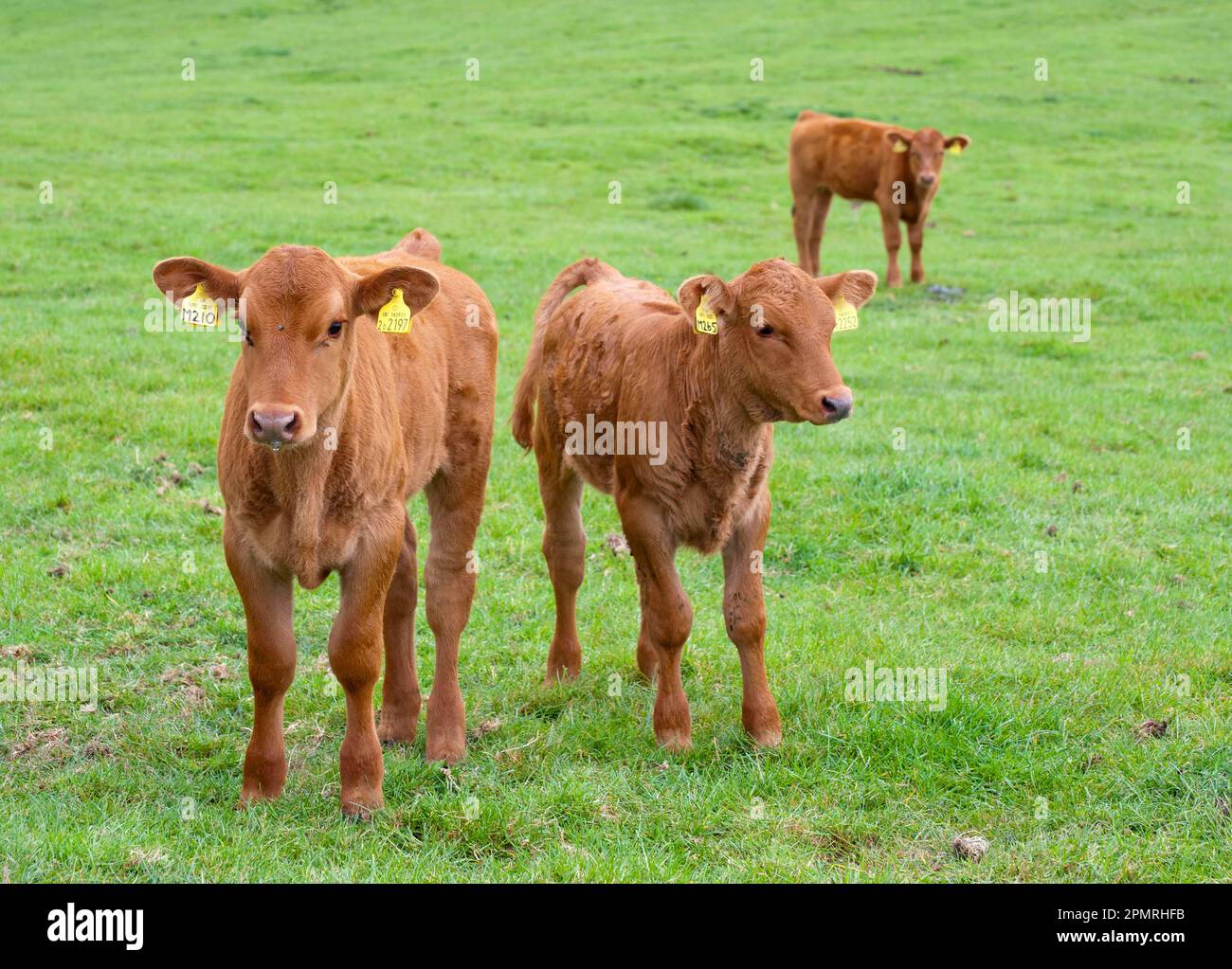 Domestic cattle three calves hi-res stock photography and images - Alamy