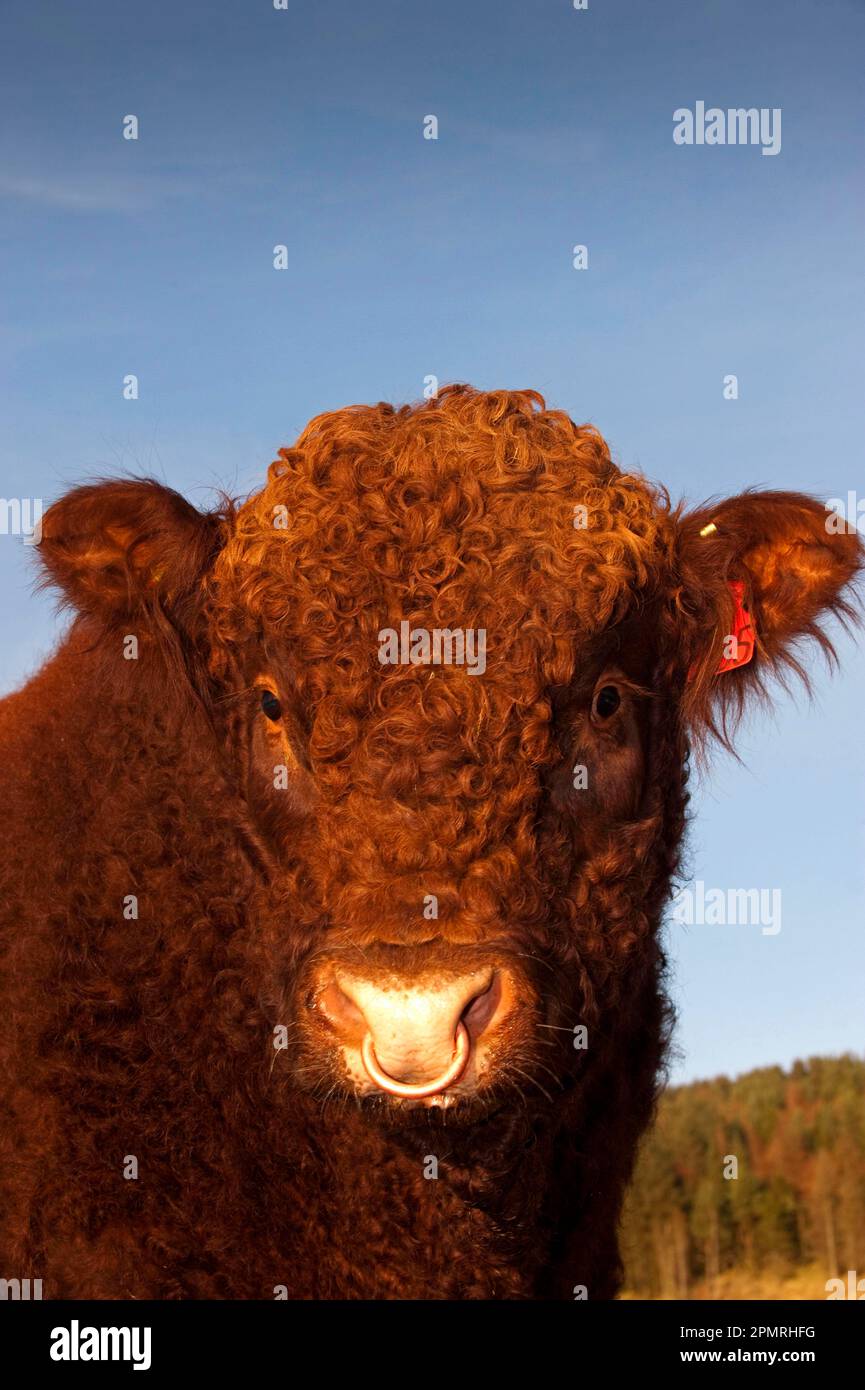 Domestic cattle, Luing bull, close-up of the head, on mountain pasture ...