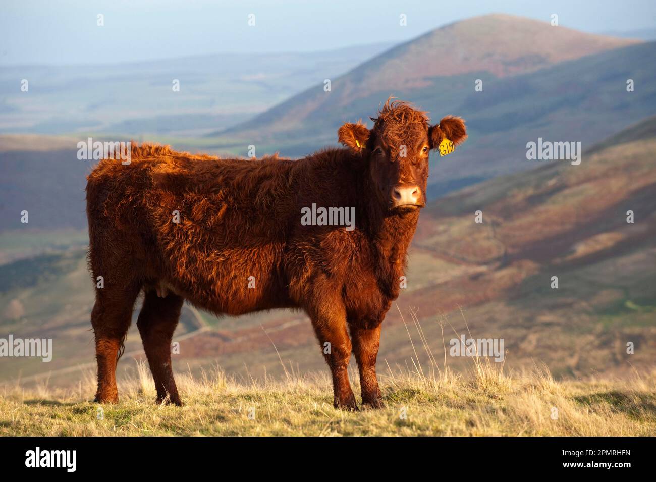 Domestic cattle, Luing cow, standing on mountain pasture ...