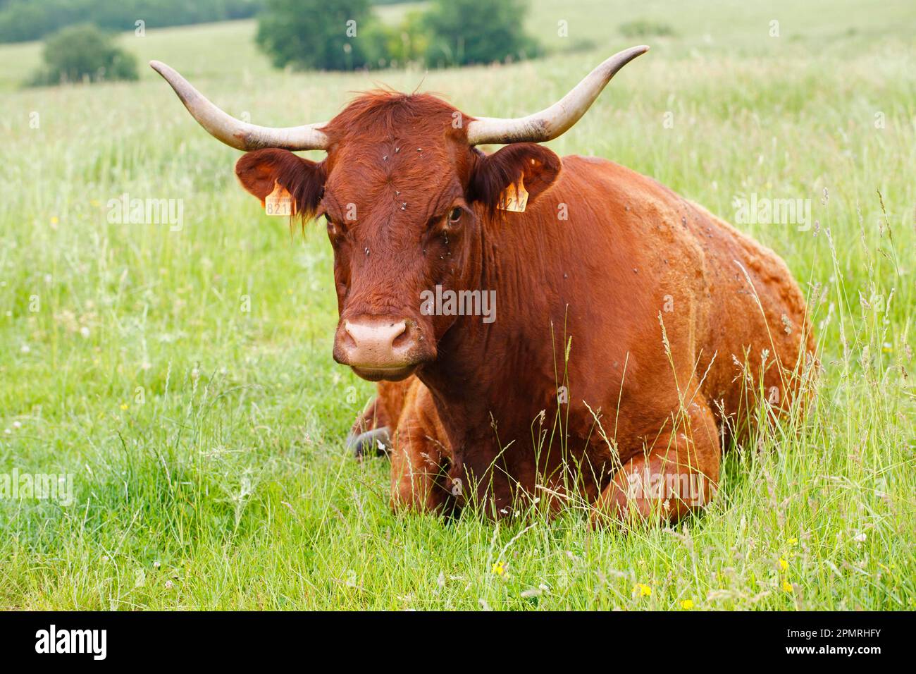 Domestic cattle, Salers cow, resting on pasture, Lot region, France ...