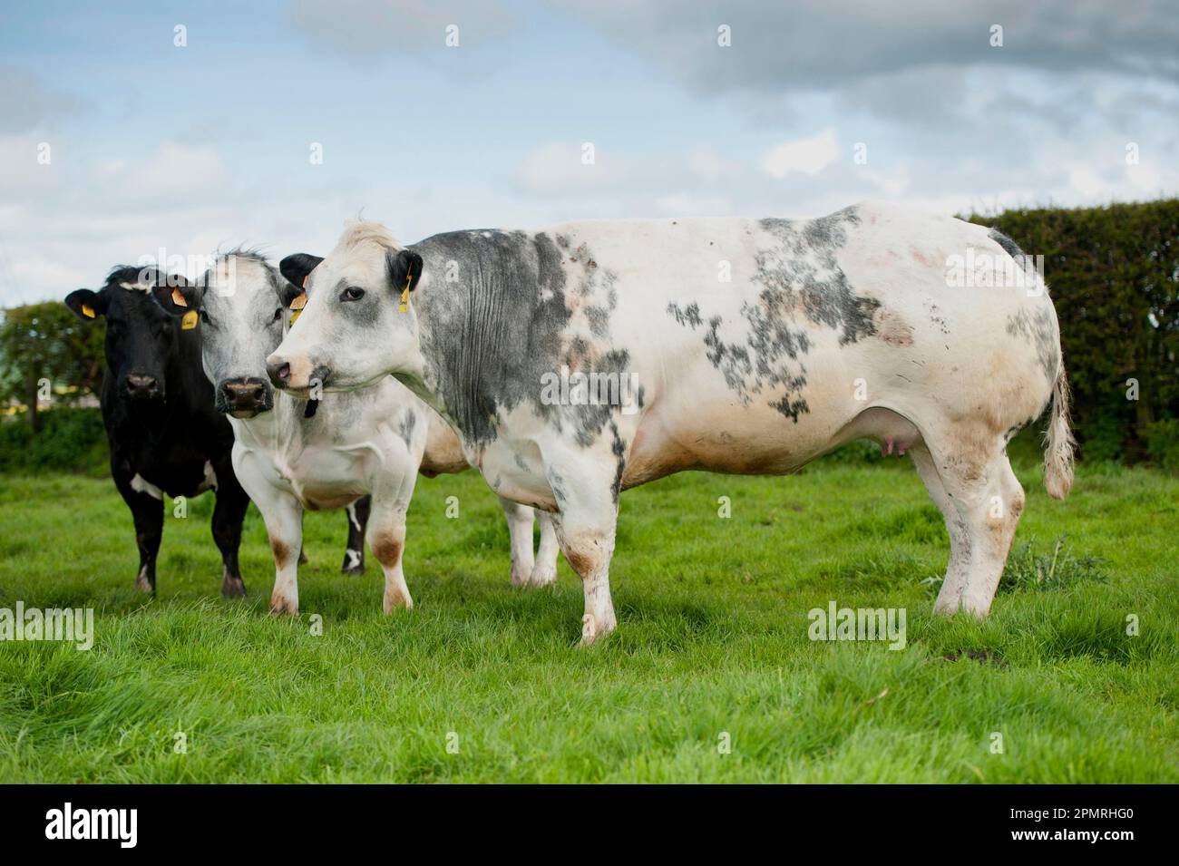 Domestic cattle, British blue cattle, standing on pasture ...