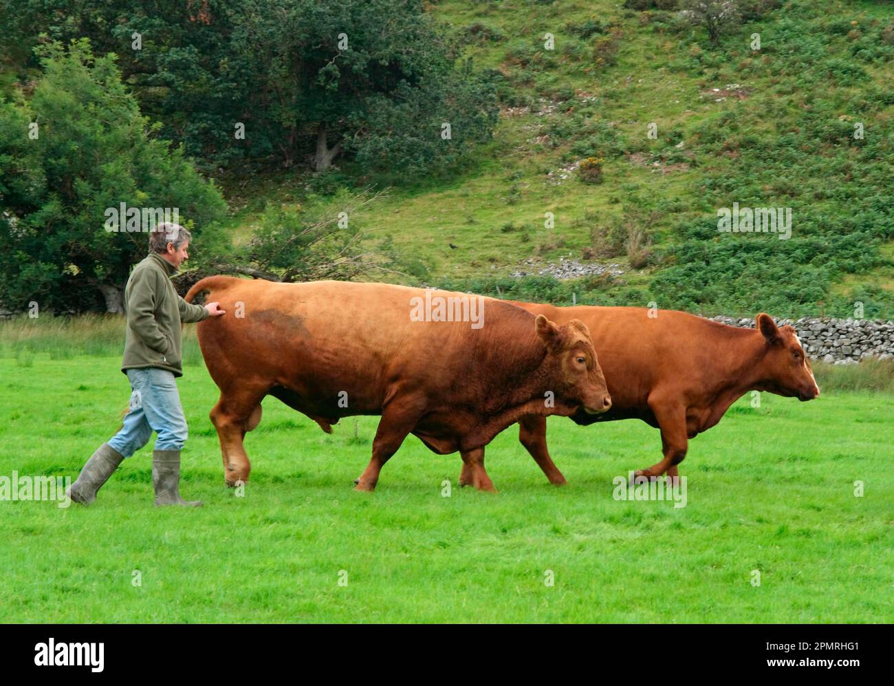 Domestic cattle, stabiliser breed, farmer with bull and cow, grazing ...