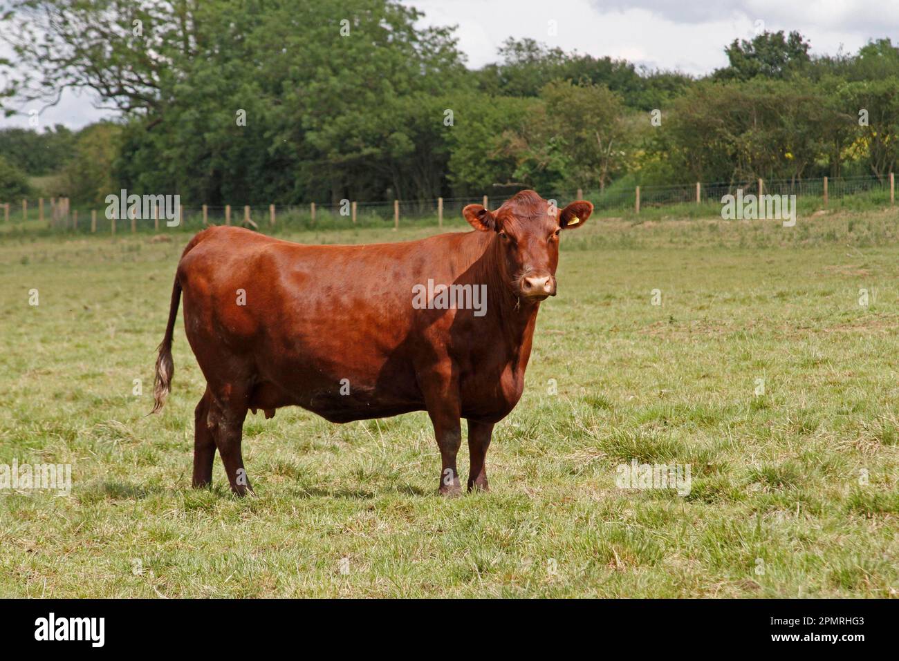 Domestic cattle, Red Poll, cow, standing on pasture, Leicestershire ...