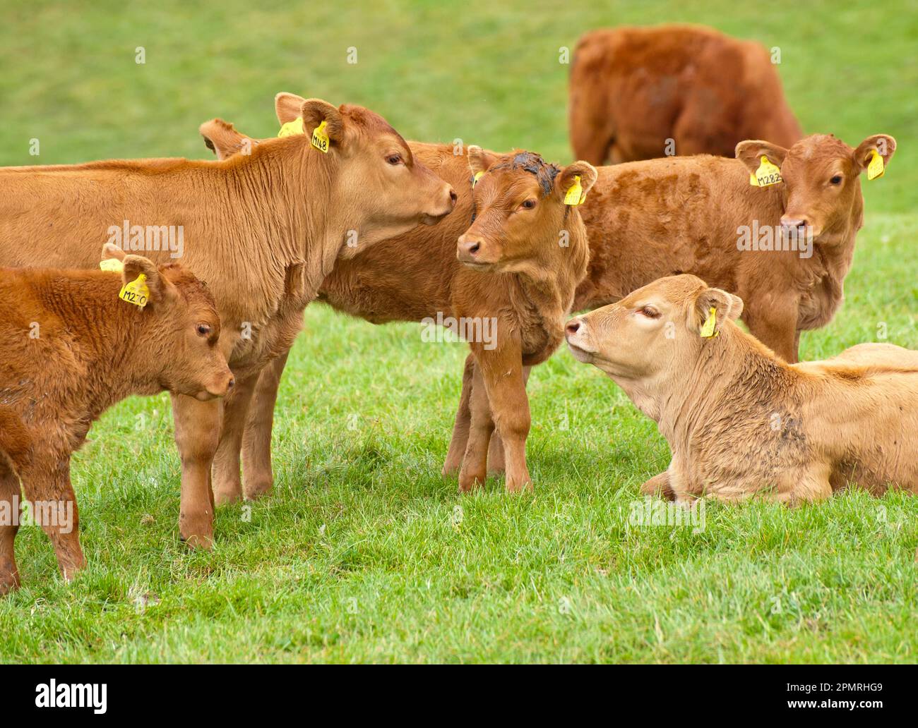 Domestic Cattle, Stabiliser calves, herd in pasture, Yorkshire, England ...