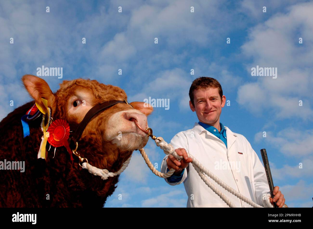 Limousin cattle, champion bull with cattleman, show rosettes, England ...