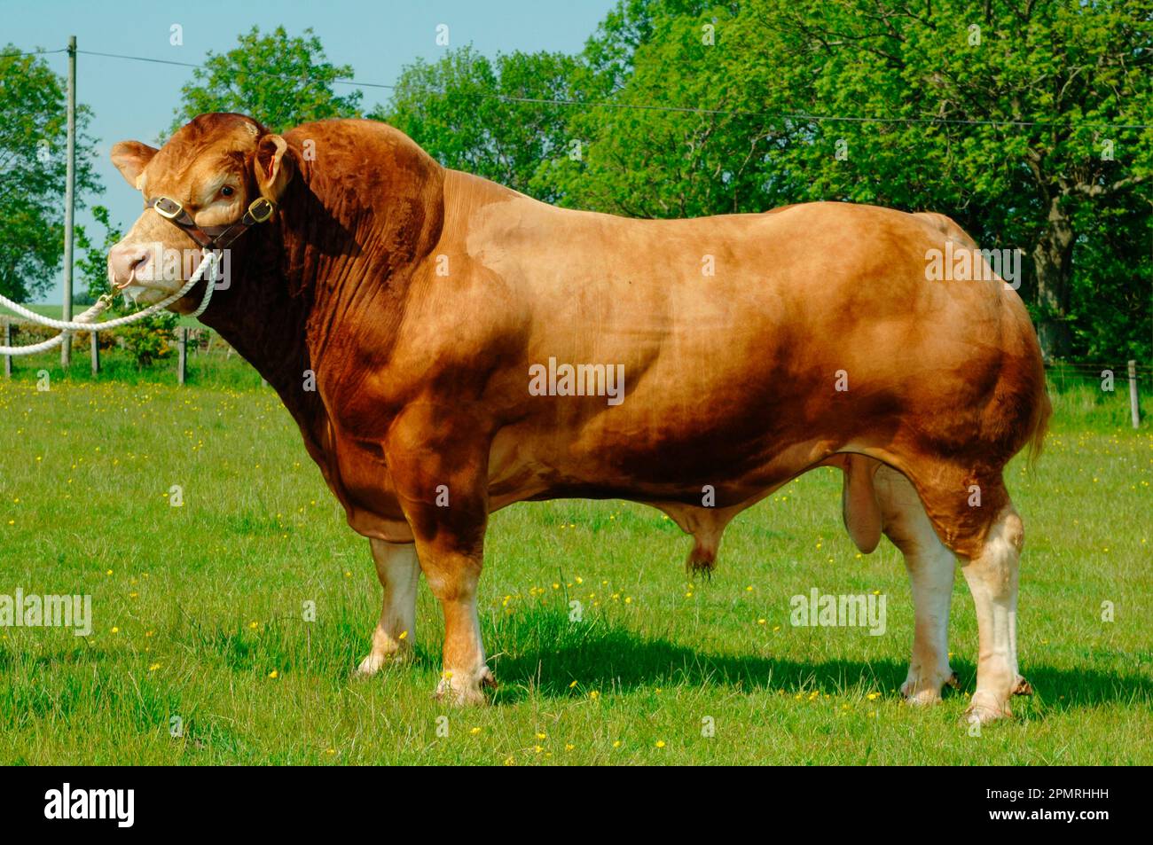 Domestic Cattle, Limousin bull, haltered, standing in field, England ...