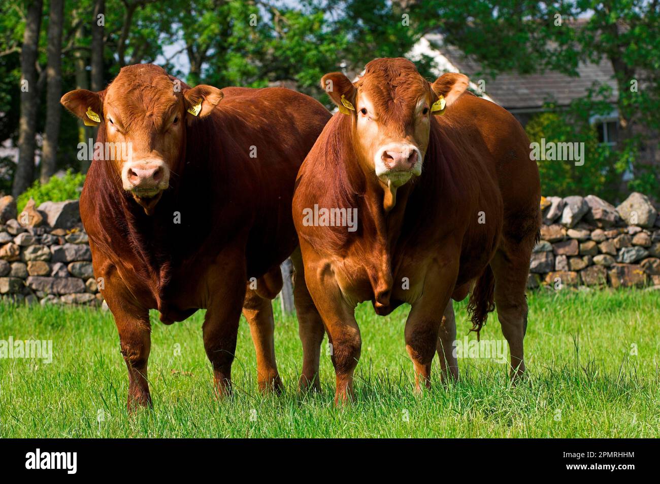 Domestic cattle, young Limousin breeding bulls, two bulls standing in ...