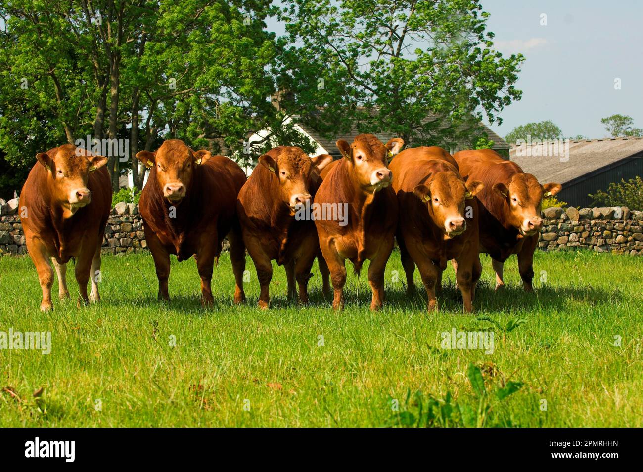 Domestic cattle, young breeding bulls of the Limousin breed, group ...