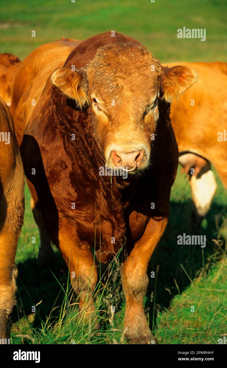 Domestic cattle, Limousin bull, close-up in field, breeding cattle ...