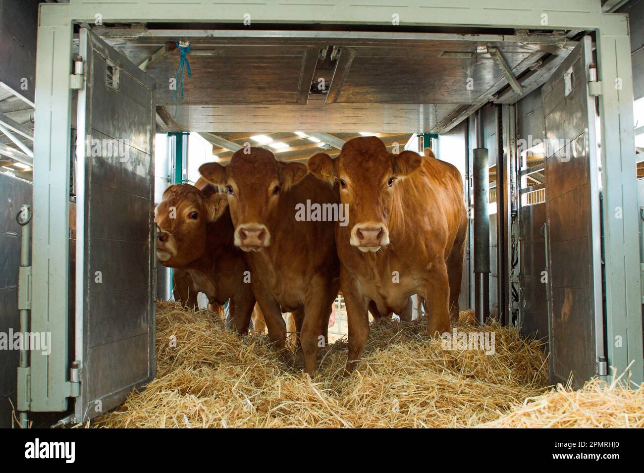 Domestic Cattle, Limousin cows, being loaded into transporter, Scotland ...