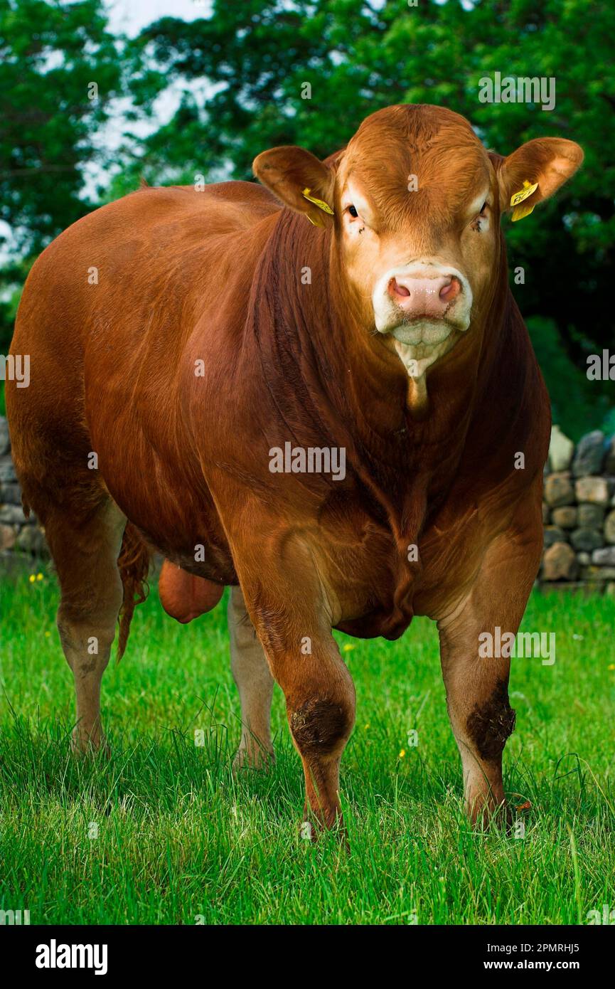 Domestic cattle, young breeding bull Limousin, standing in field ...