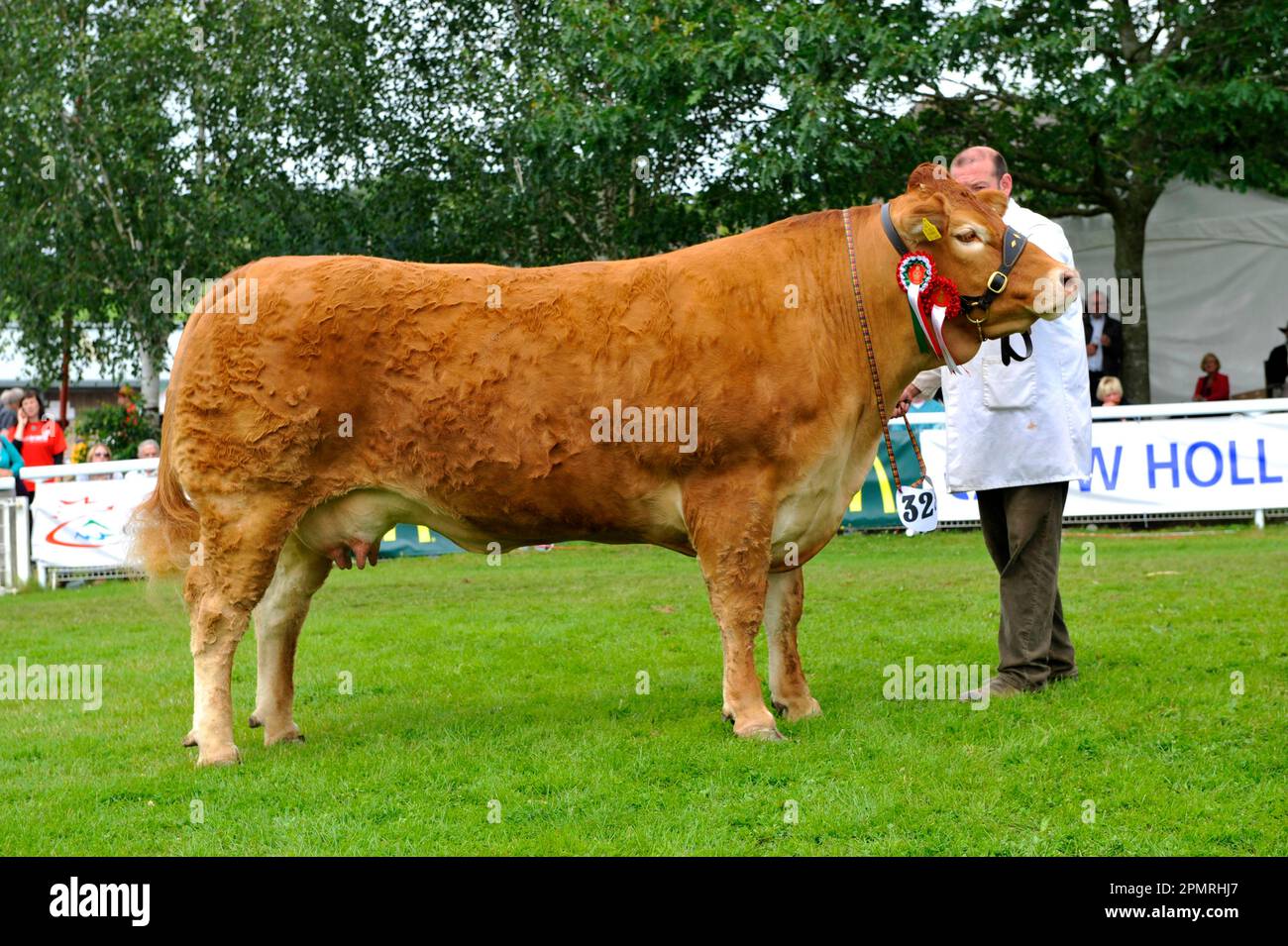Domestic Cattle, Limousin cow, champion at agricultural show, England ...