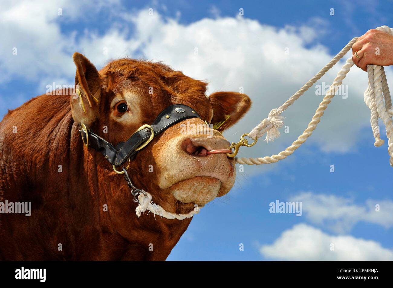 Hack cattle hi-res stock photography and images - Alamy