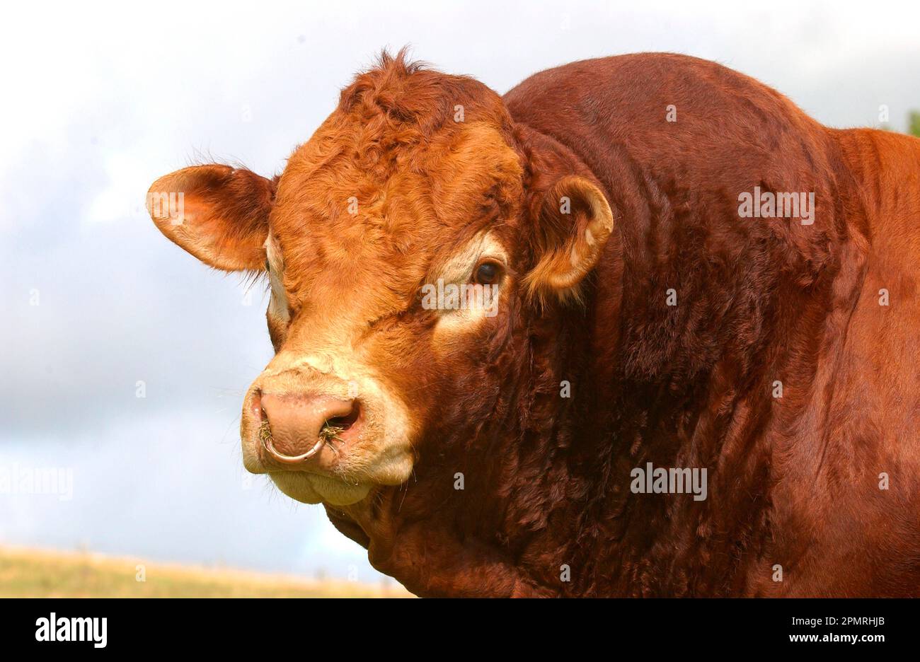 Domestic Cattle, Limousin pedigree bull, close-up of head, Hesket ...