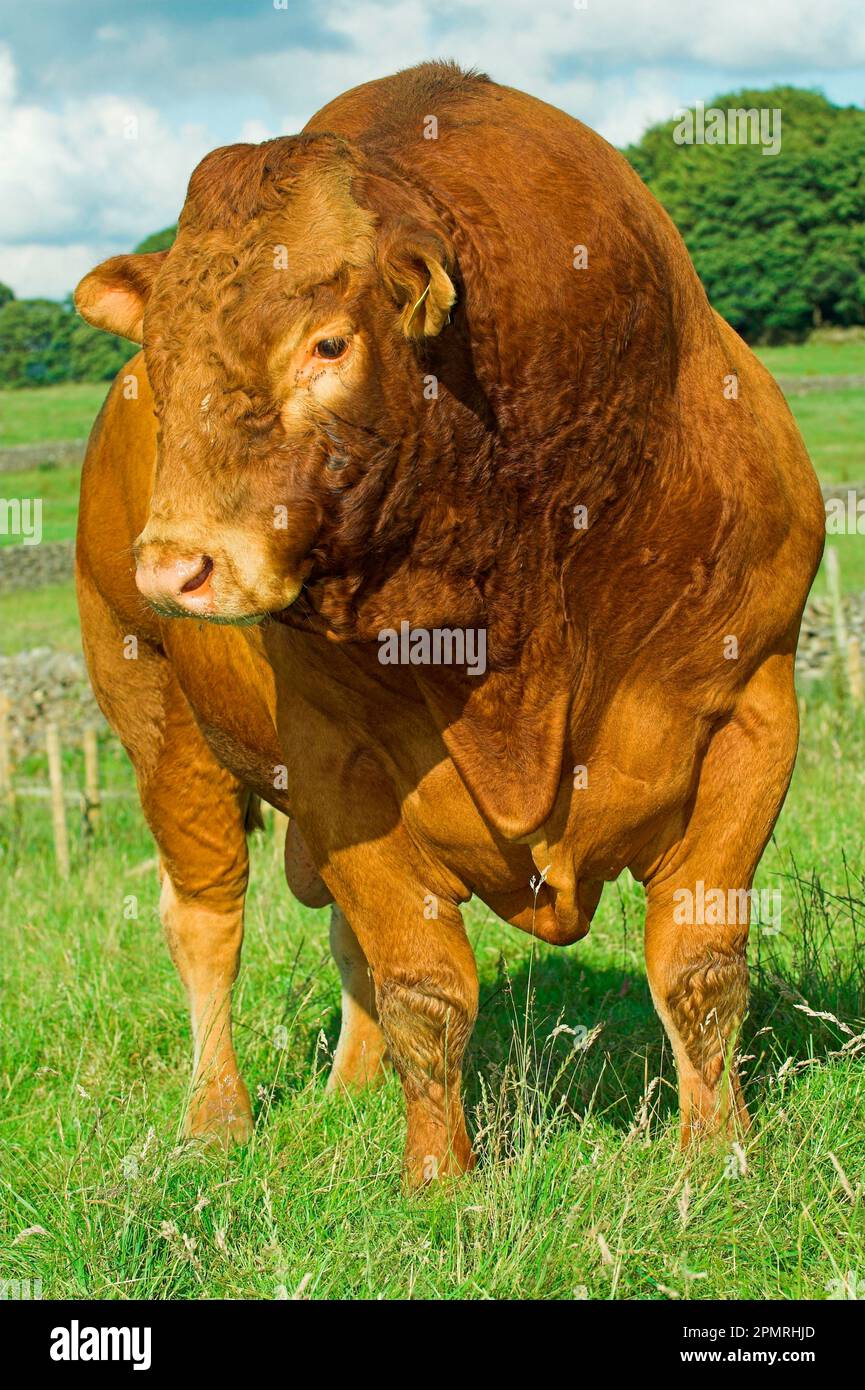 Domestic Cattle, Limousin bull, standing in pasture, Lancashire ...
