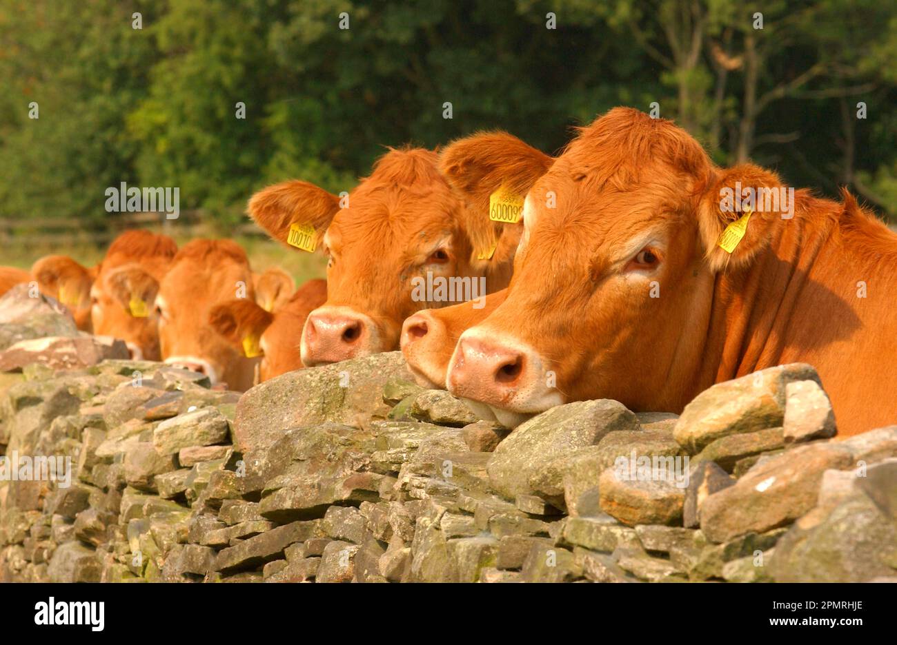 Durham cattle hi-res stock photography and images - Alamy