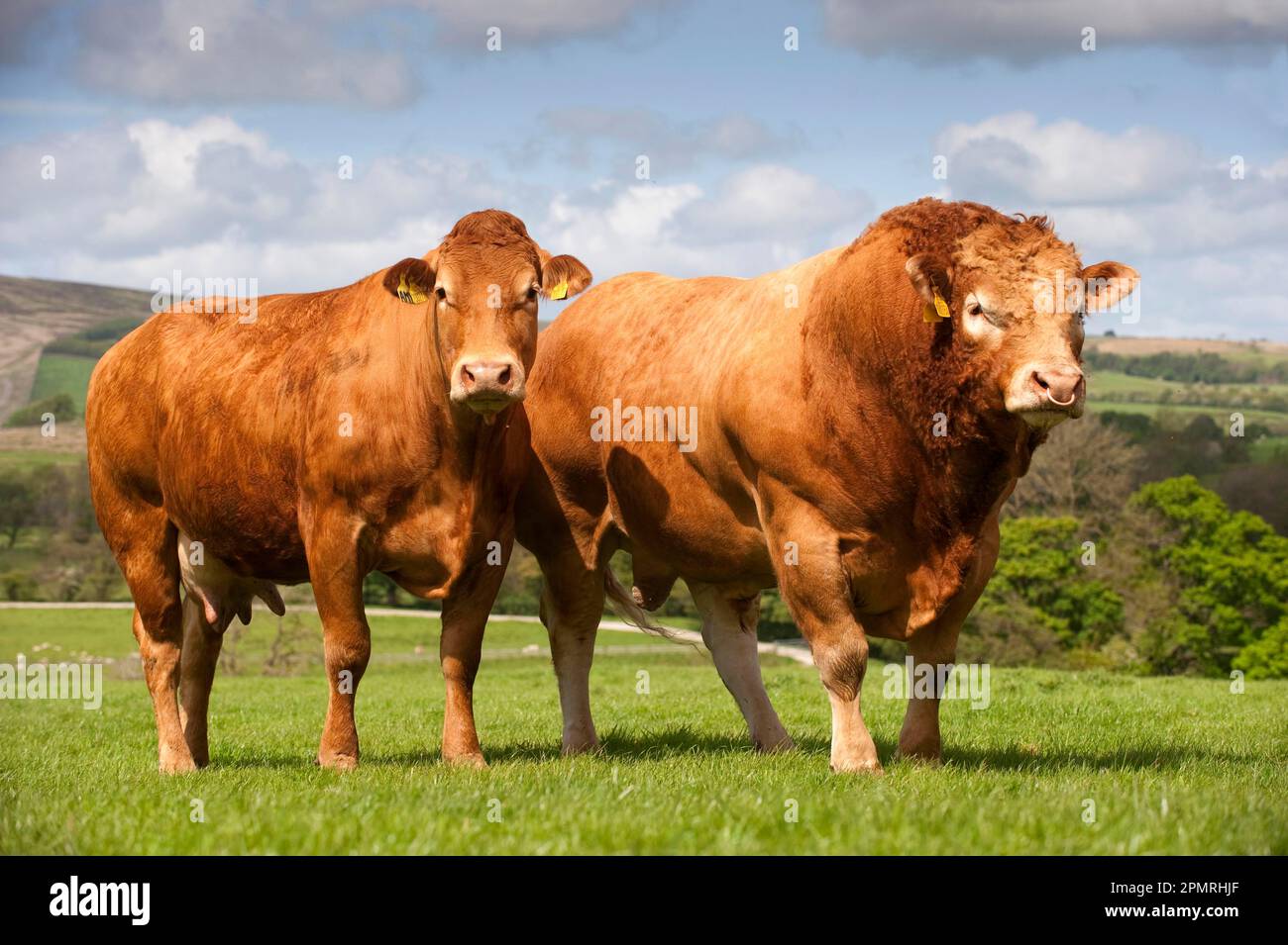 Domestic Cattle, Limousin, 'Haltcliffe Vermount' pedigree bull, world ...
