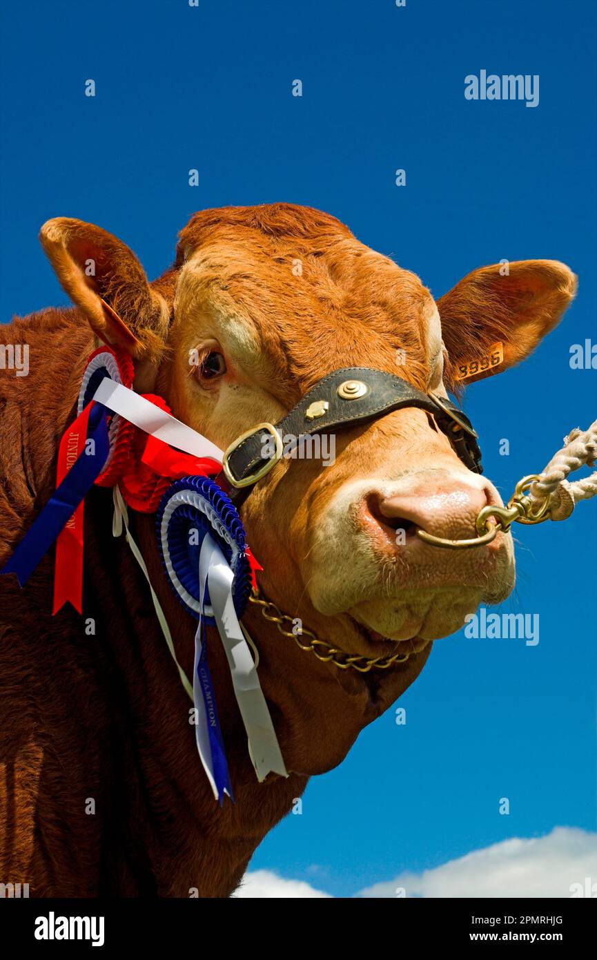 Domestic Cattle, Limousin bull, haltered champion at show, close-up of ...