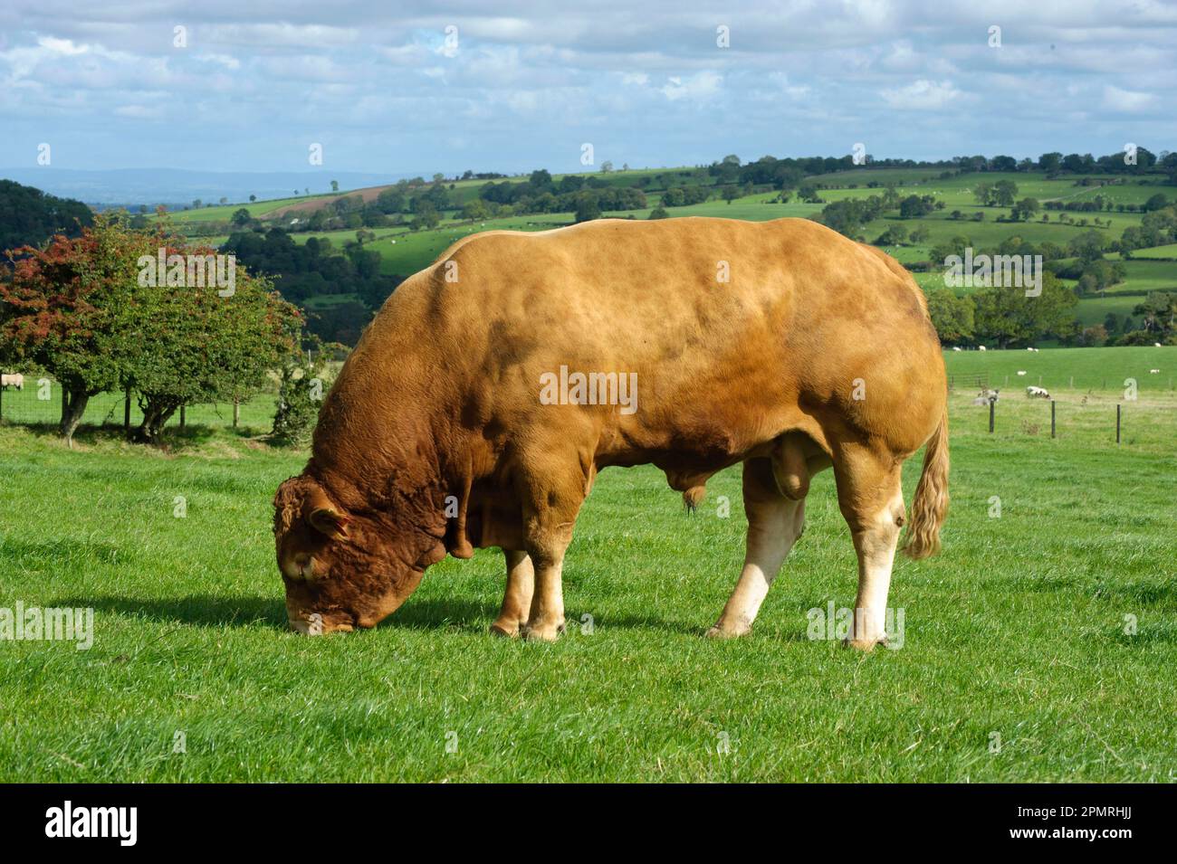 Limousin bull in hi-res stock photography and images - Alamy