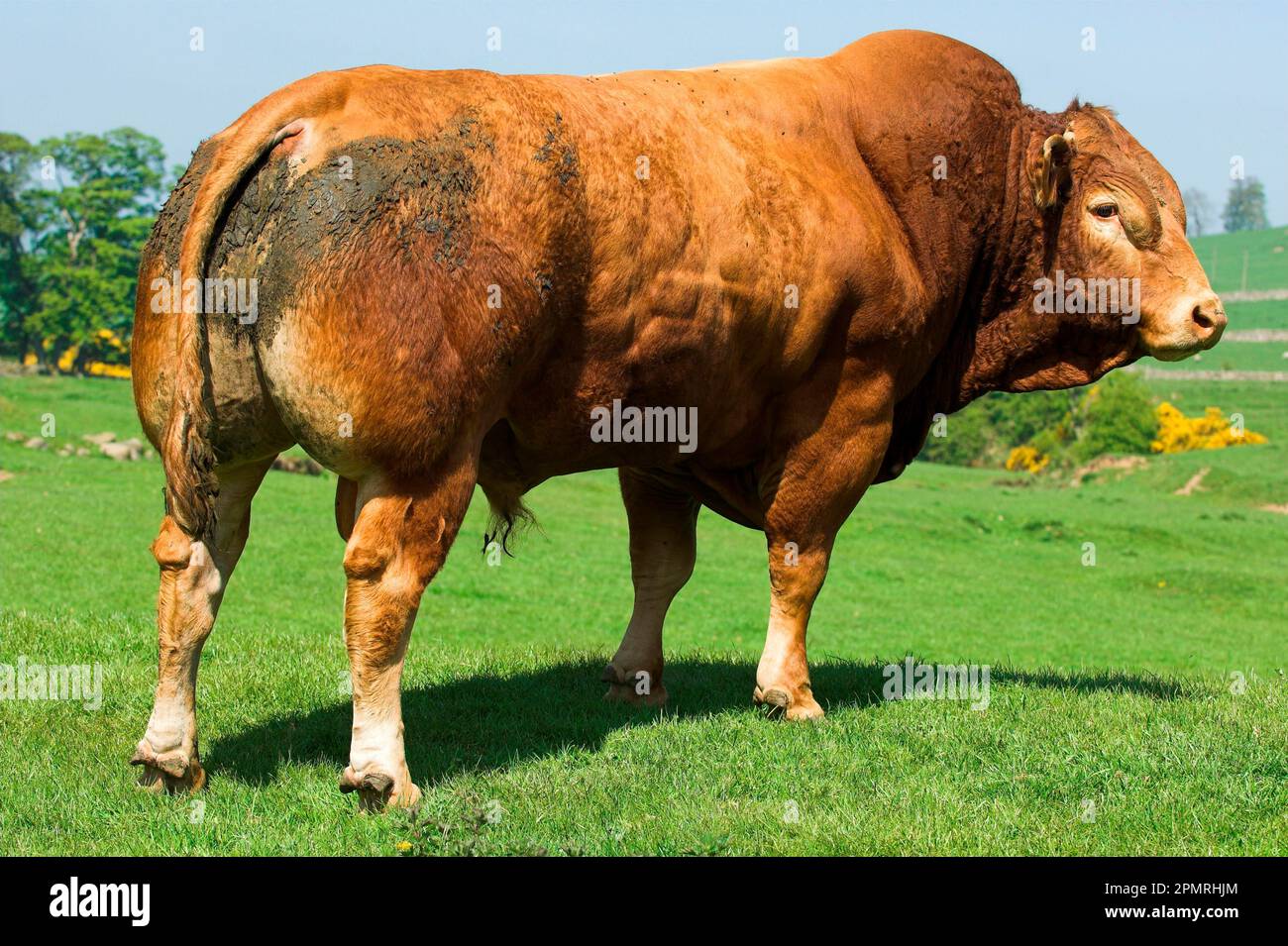 Cattle. limousin bull and breed hi-res stock photography and images - Alamy