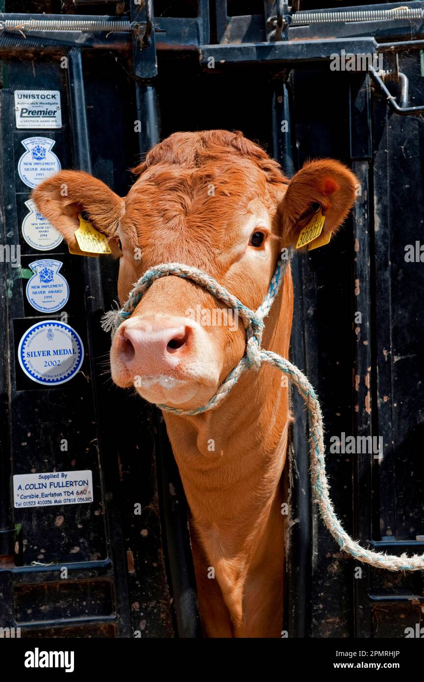 Domestic Cattle, Limousin, heifer, in cattle crush, used to hold cattle ...