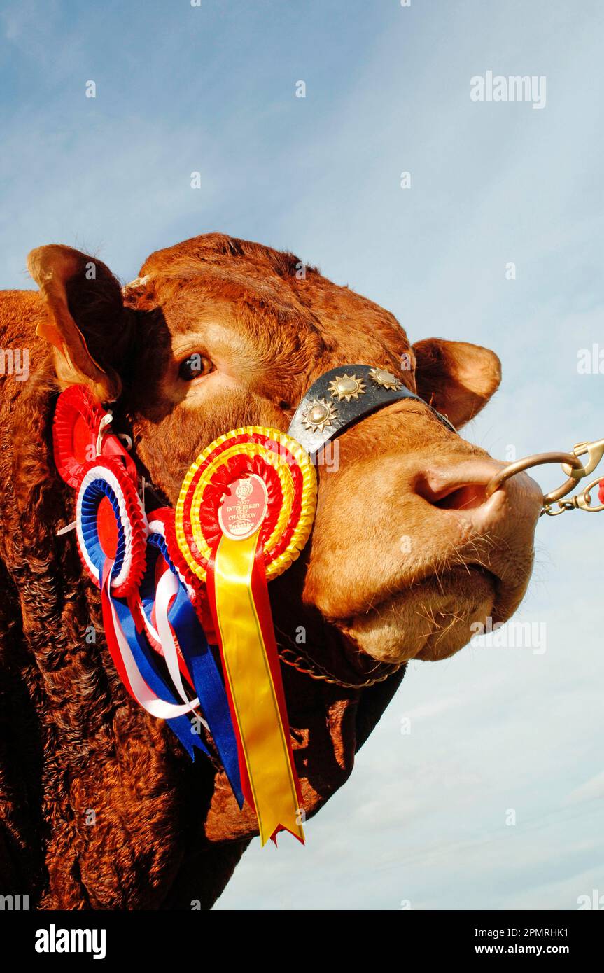 Limousin bull head hi-res stock photography and images - Alamy