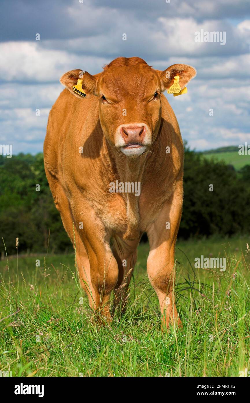 Domestic Cattle, Limousin calf, standing in pasture, Lancashire ...