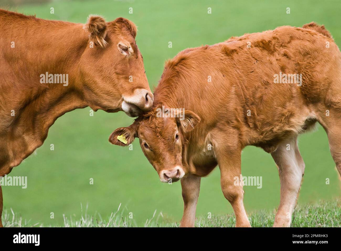 Domestic cattle, Limousin cow, calf care, on pasture, Dorset, England ...