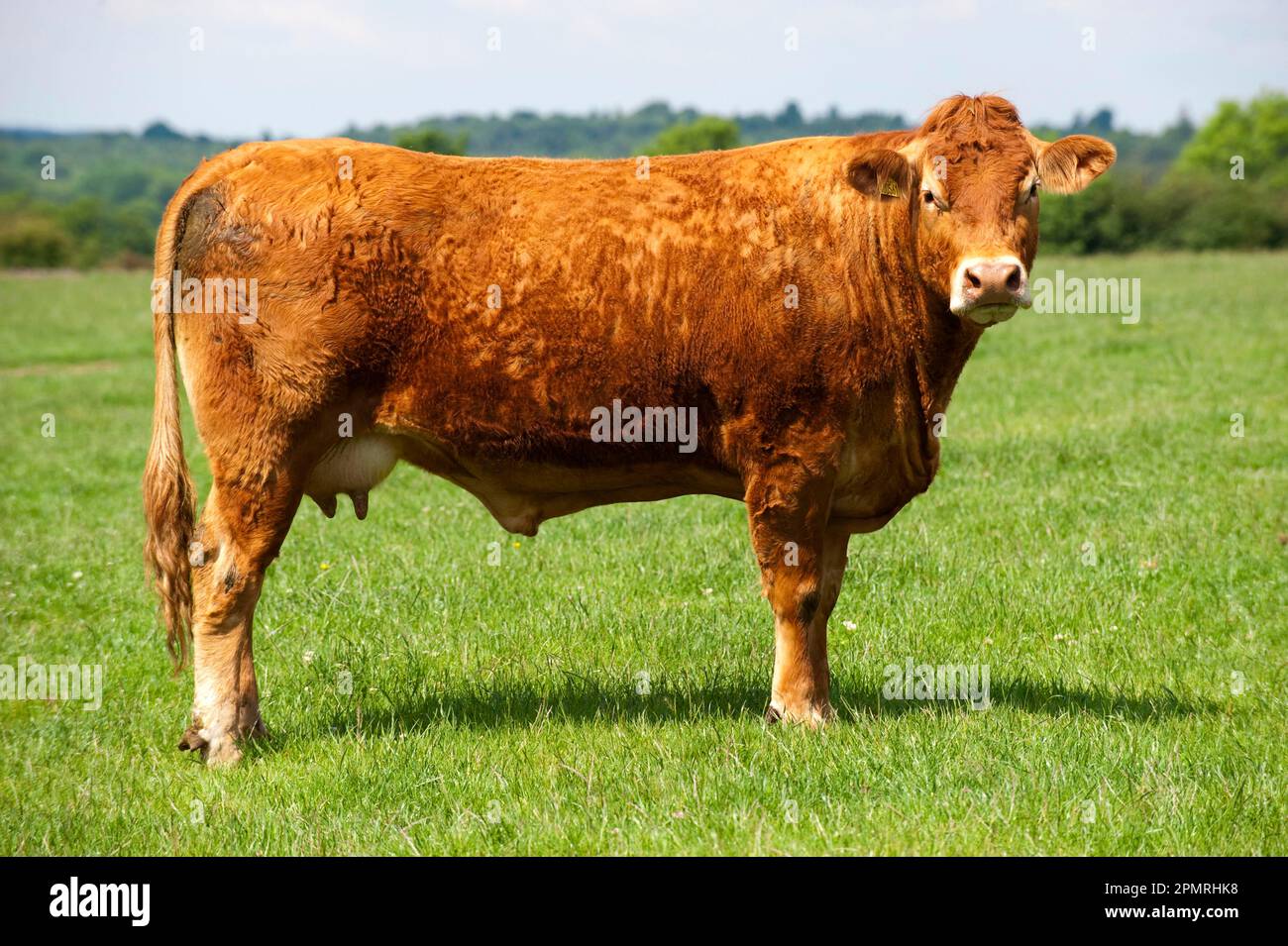 Domestic Cattle, Limousin cow, standing in pasture, England, United ...