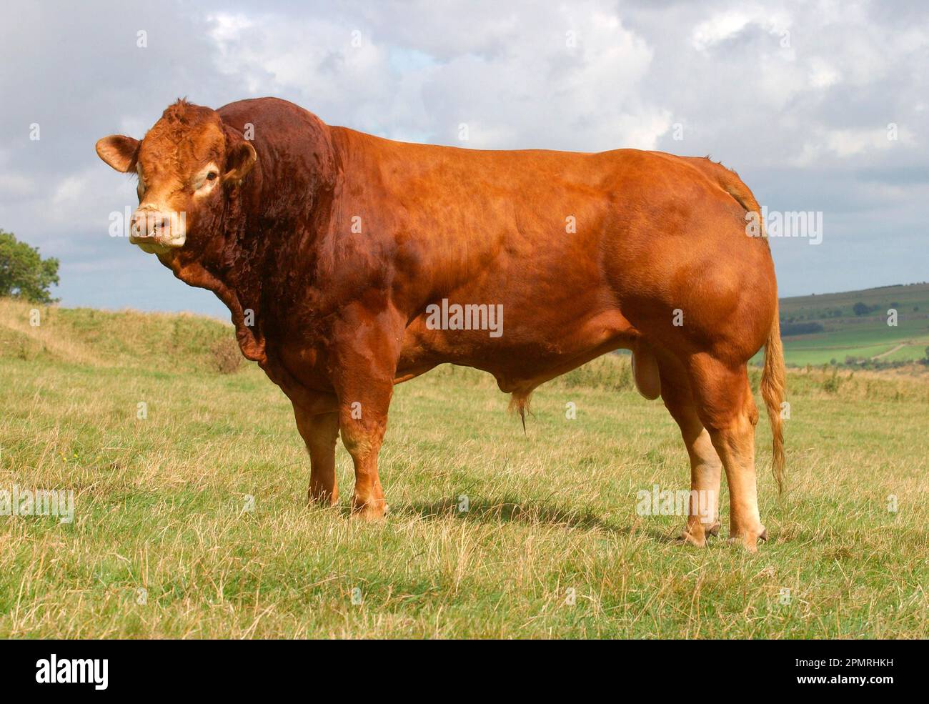 Domestic Cattle, Limousin pedigree bull, standing in pasture, Hesket ...