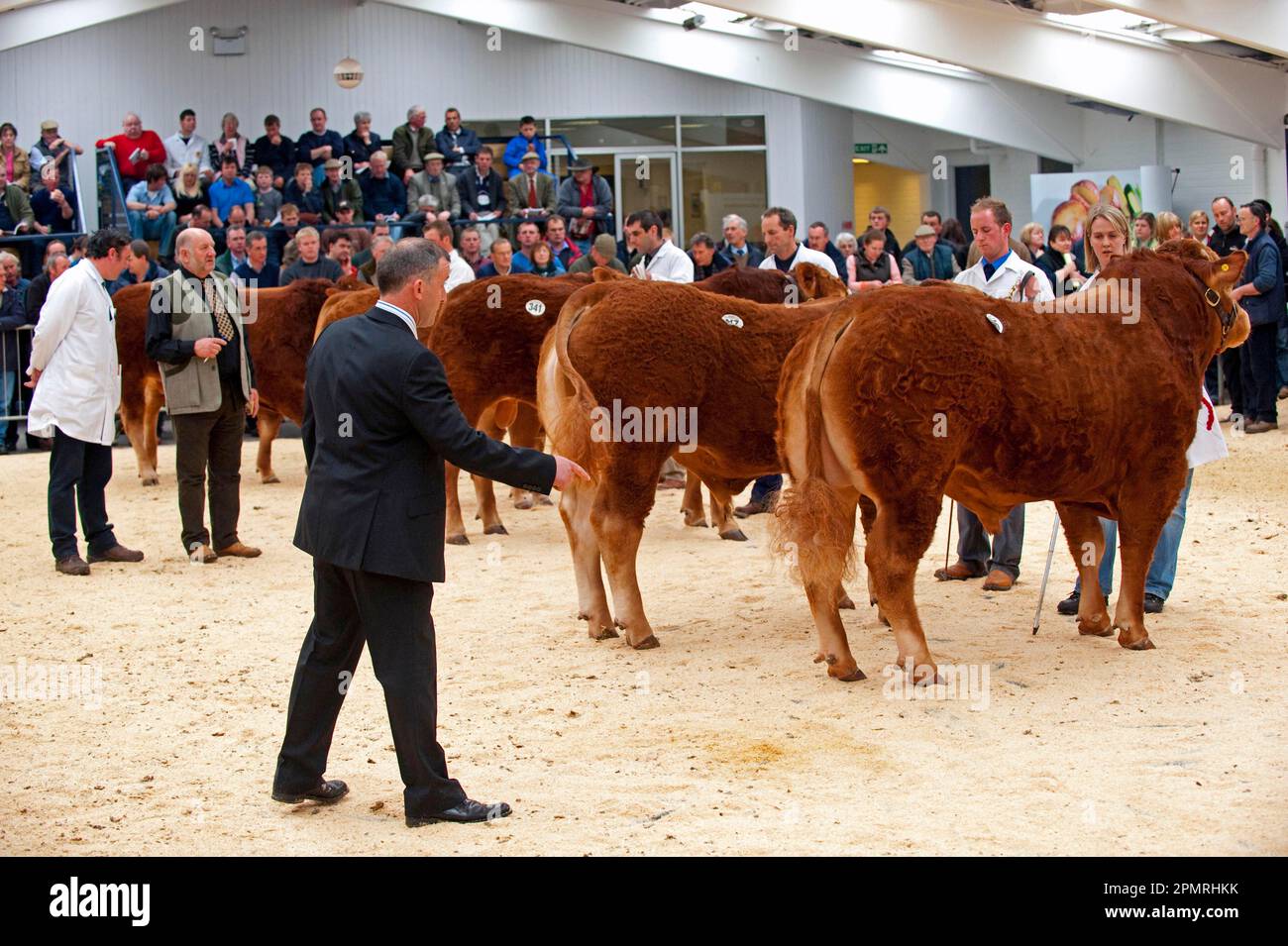 Domestic Cattle, British Limousin, with judge inspecting, showing at ...