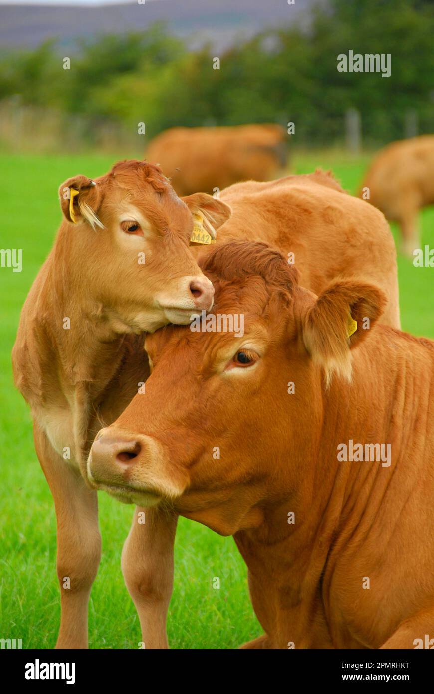 Domestic Cattle, Limousin pedigree cow and calf, Slaidburn, Lancashire ...