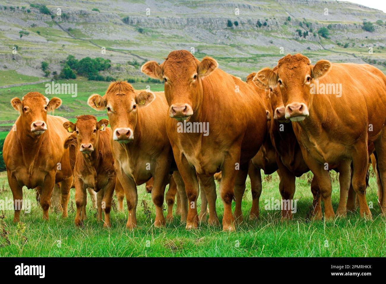 Domestic Cattle, Limousin cows and calves, standing in rough limestone ...