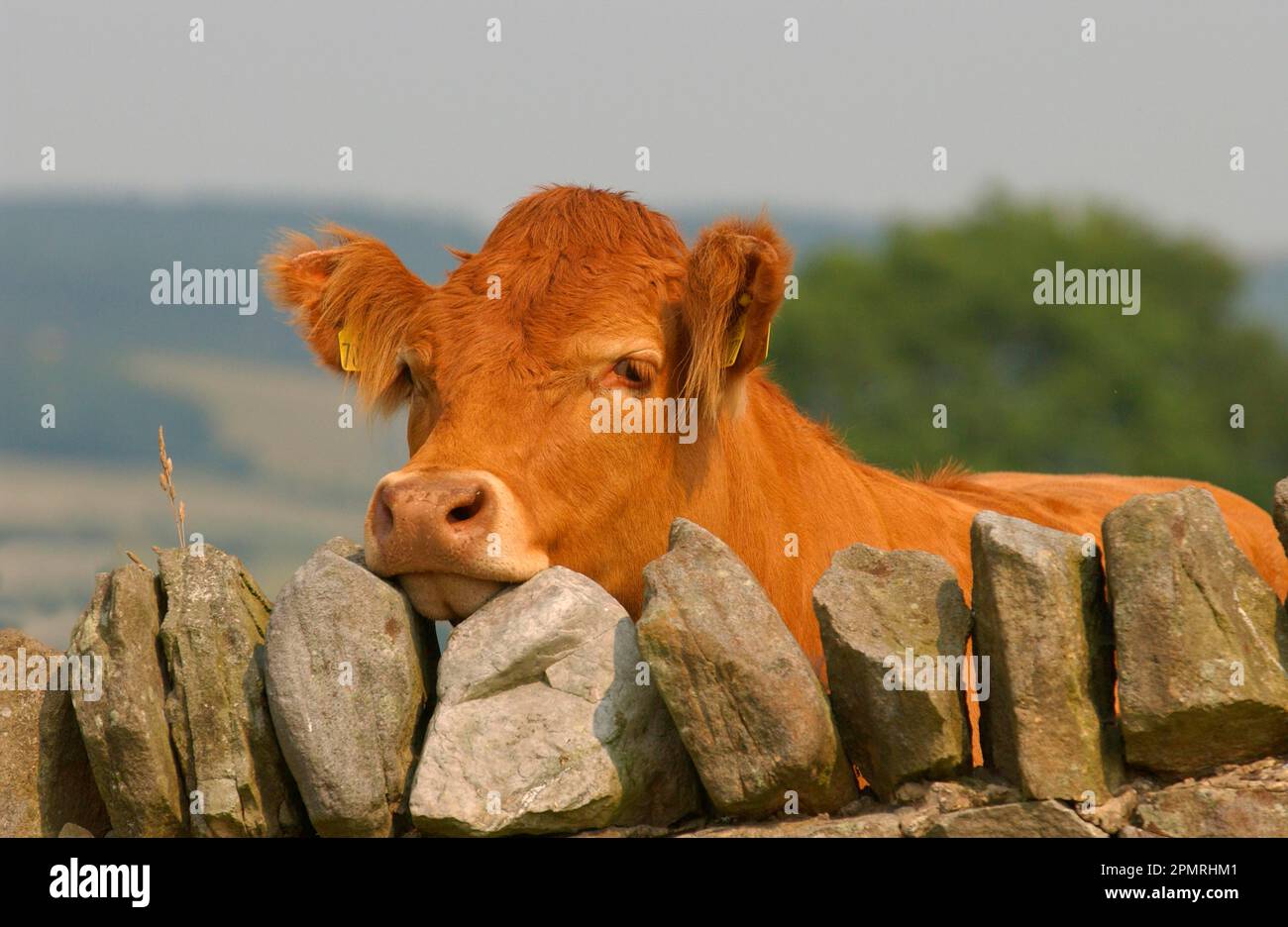 Domestic Cattle, Limousin pedigree heifer, looking over stone wall ...