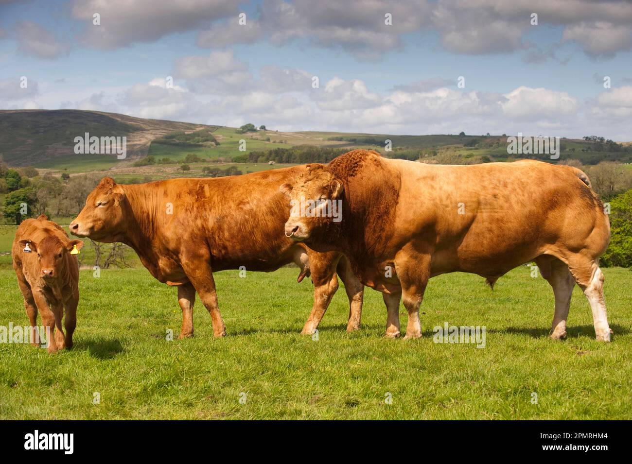 Domestic Cattle, Limousin, 'Haltcliffe Vermount' pedigree bull, world ...