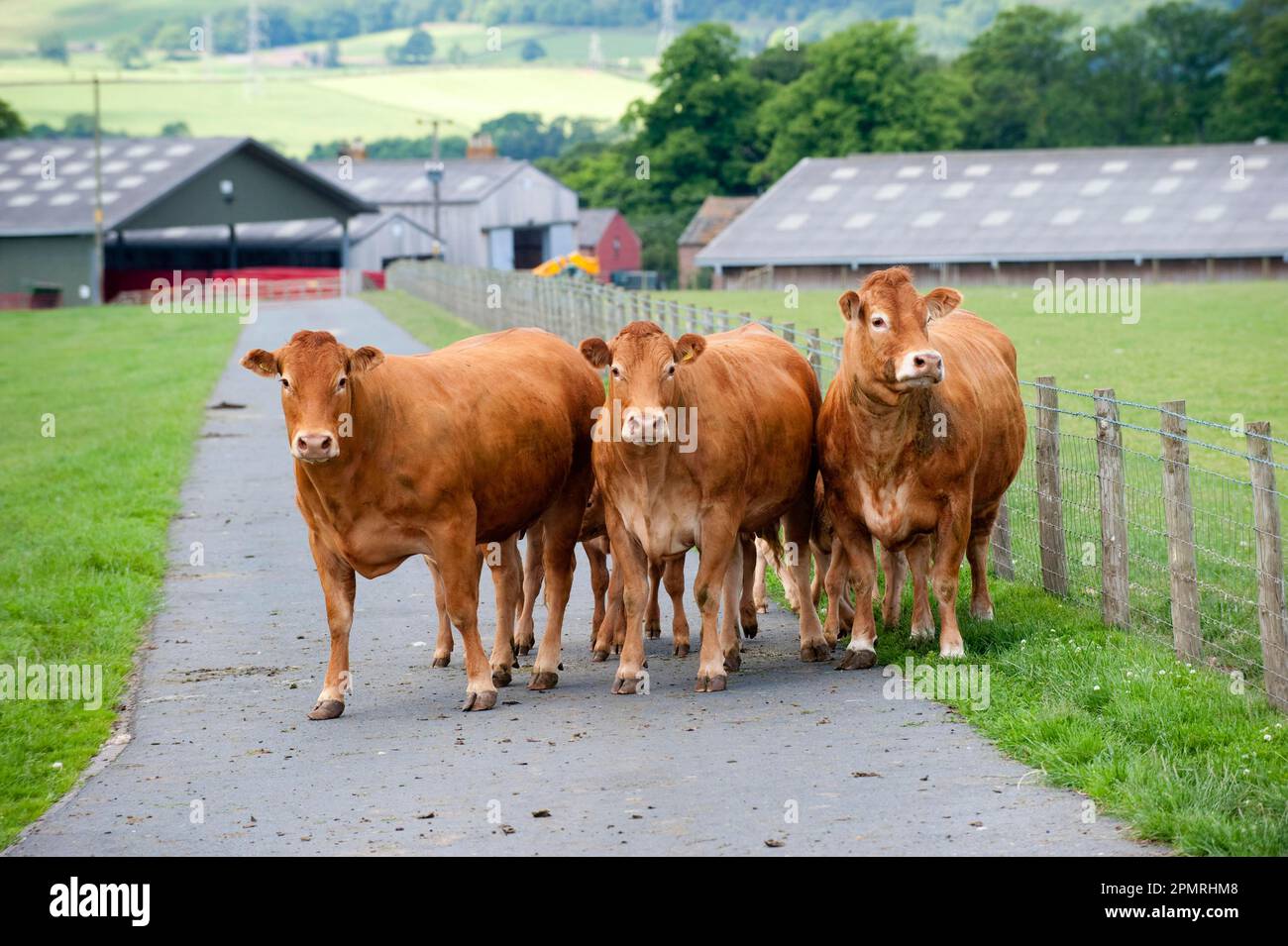 Limousin Cattle Wikipedia