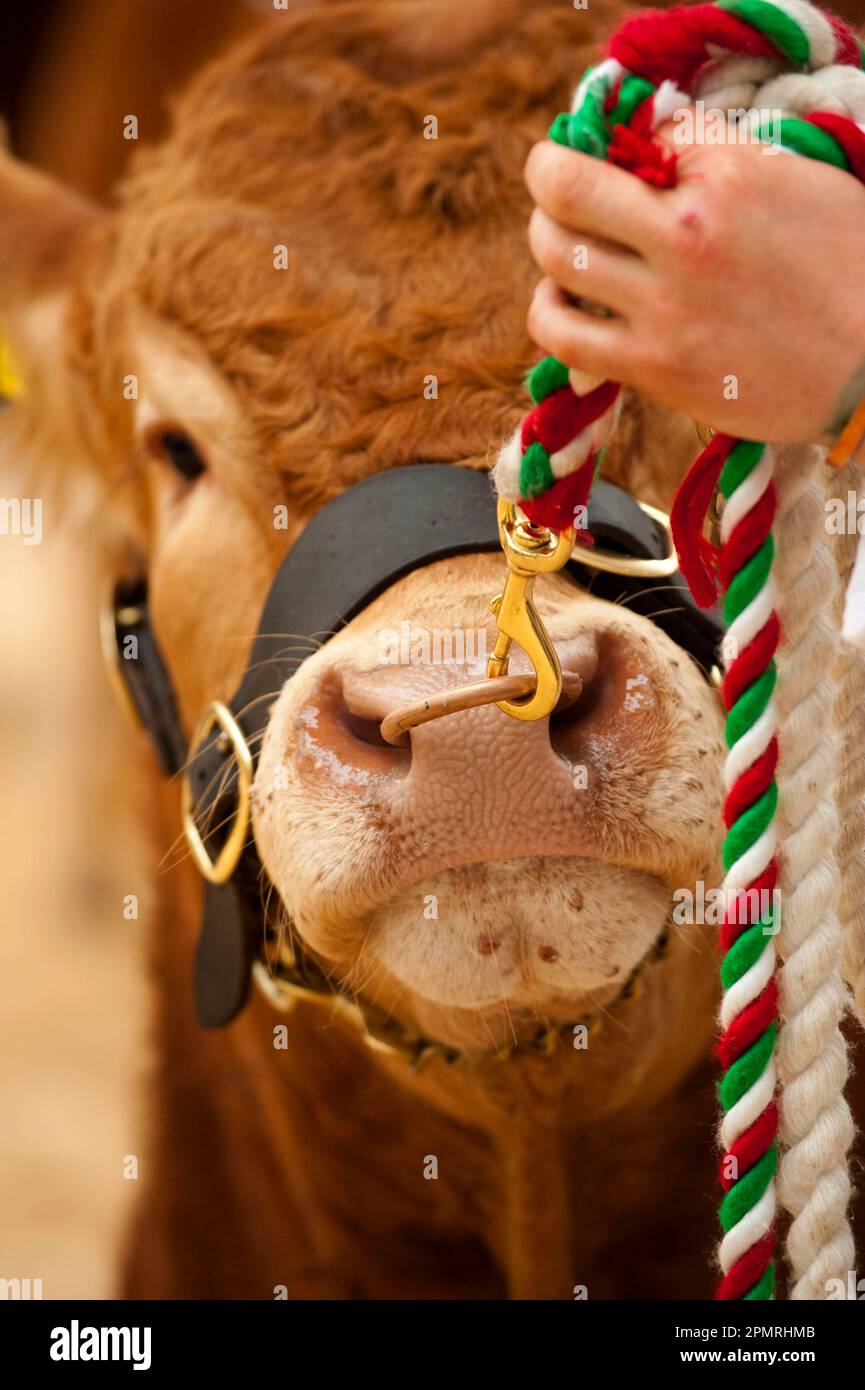Domestic Cattle, British Limousin, close-up of head, led by halter and ...