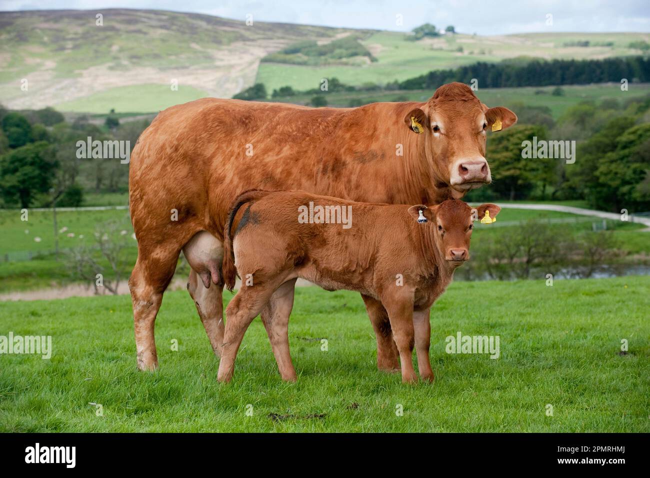 Domestic Cattle, Limousin, cow with calf, standing in pasture on hill ...