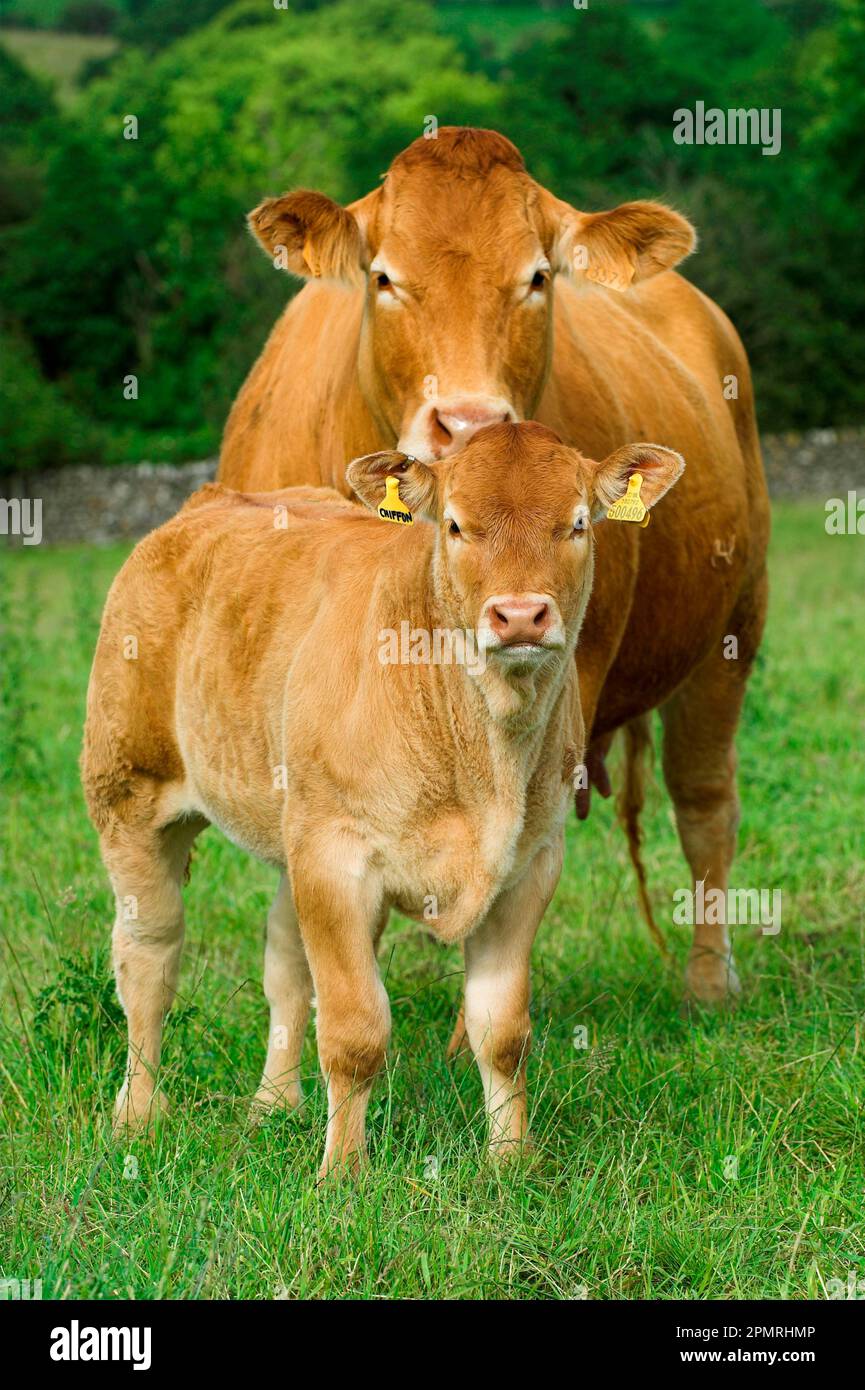 Domestic Cattle, Limousin cow and calf, standing in pasture, Lancashire ...