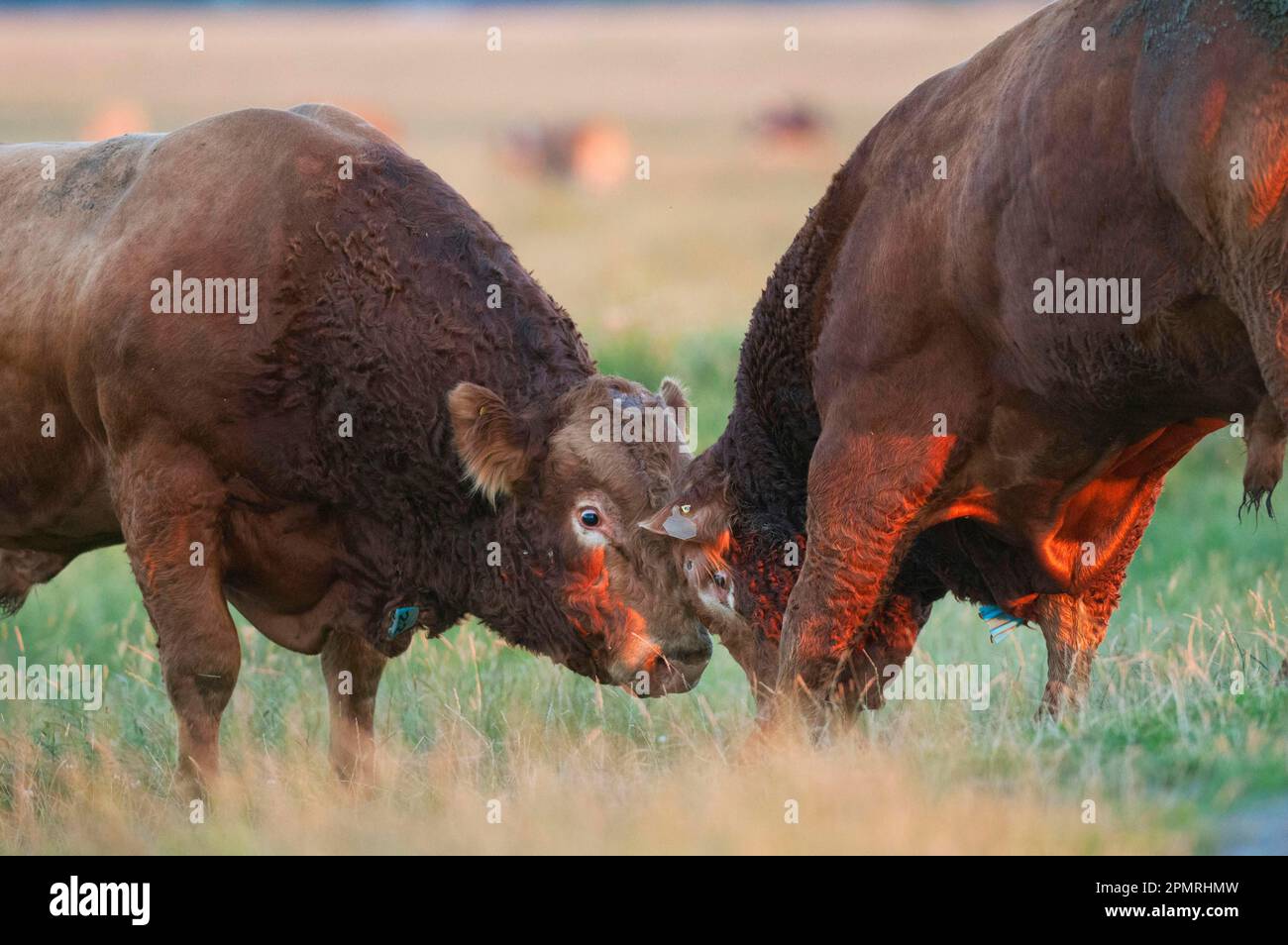 Domestic cattle, Limousin bulls, with neck tags, fighting in coastal ...