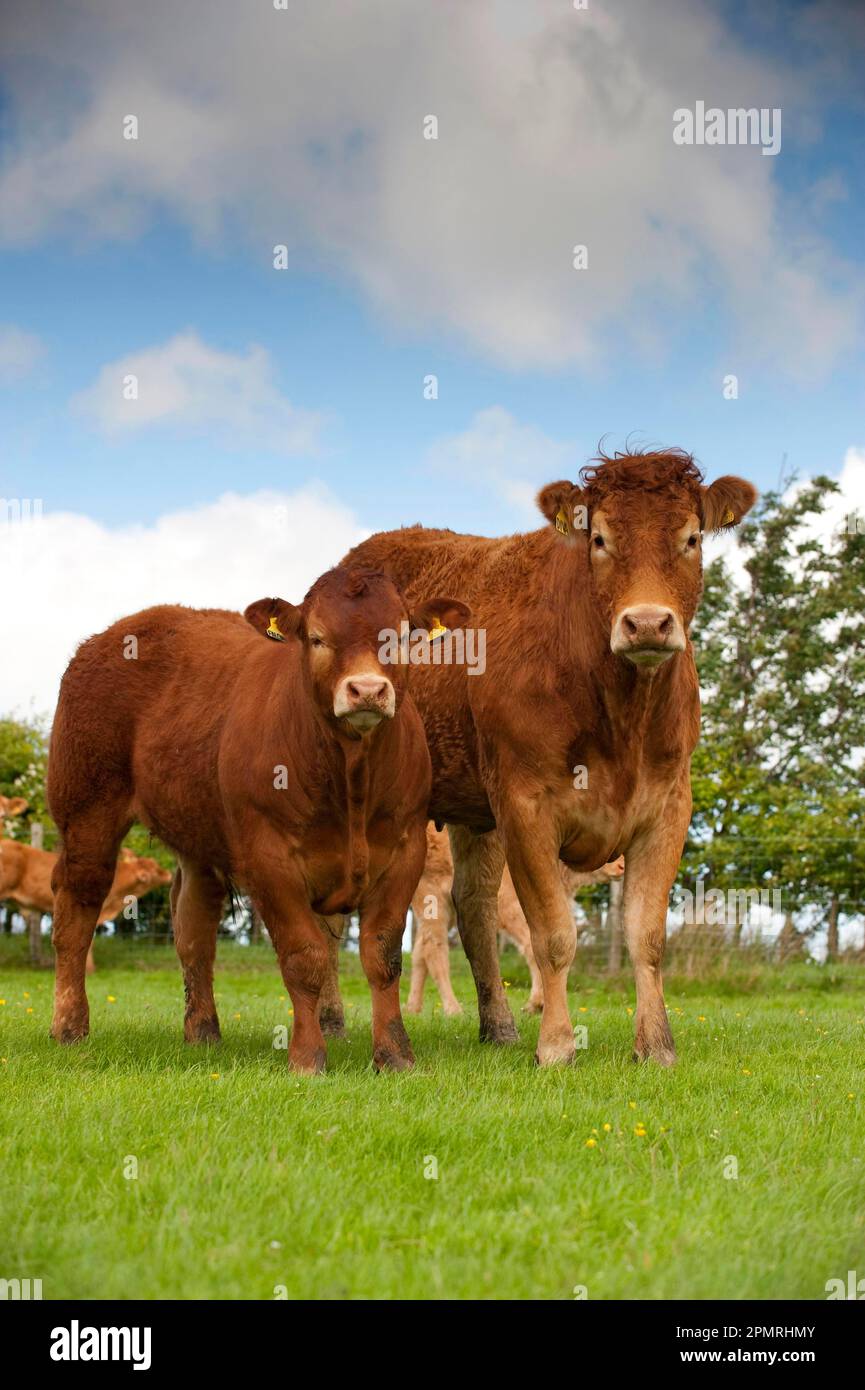 Domestic Cattle, Limousin, cow with calf, standing in pasture on hill ...
