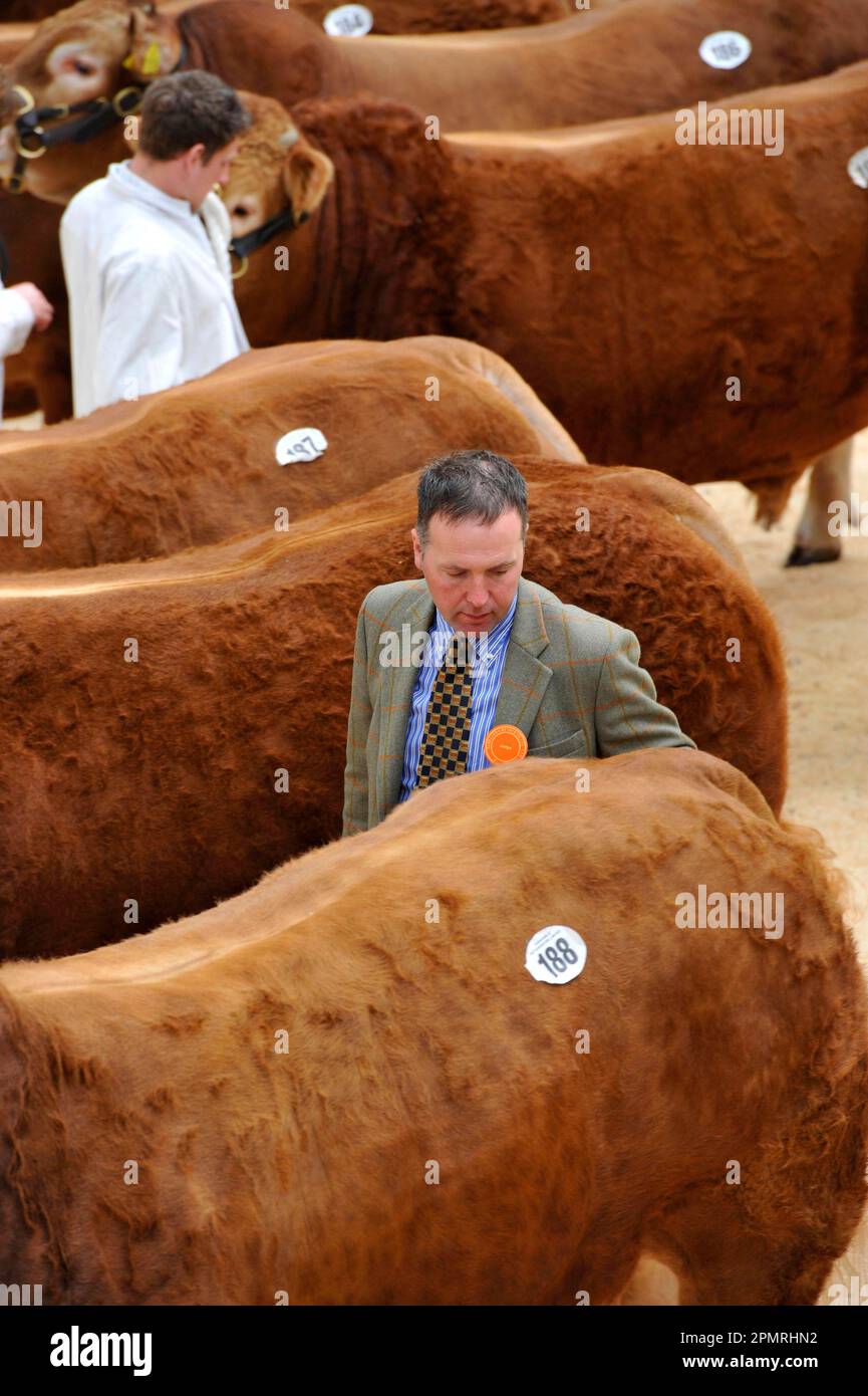Domestic cattle, Limousin bulls, inspected by judge at pre-sale show ...