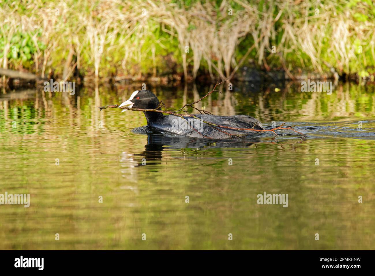 Eurasian coot (Fulica atra) gathering nesting material, De Witt lake ...