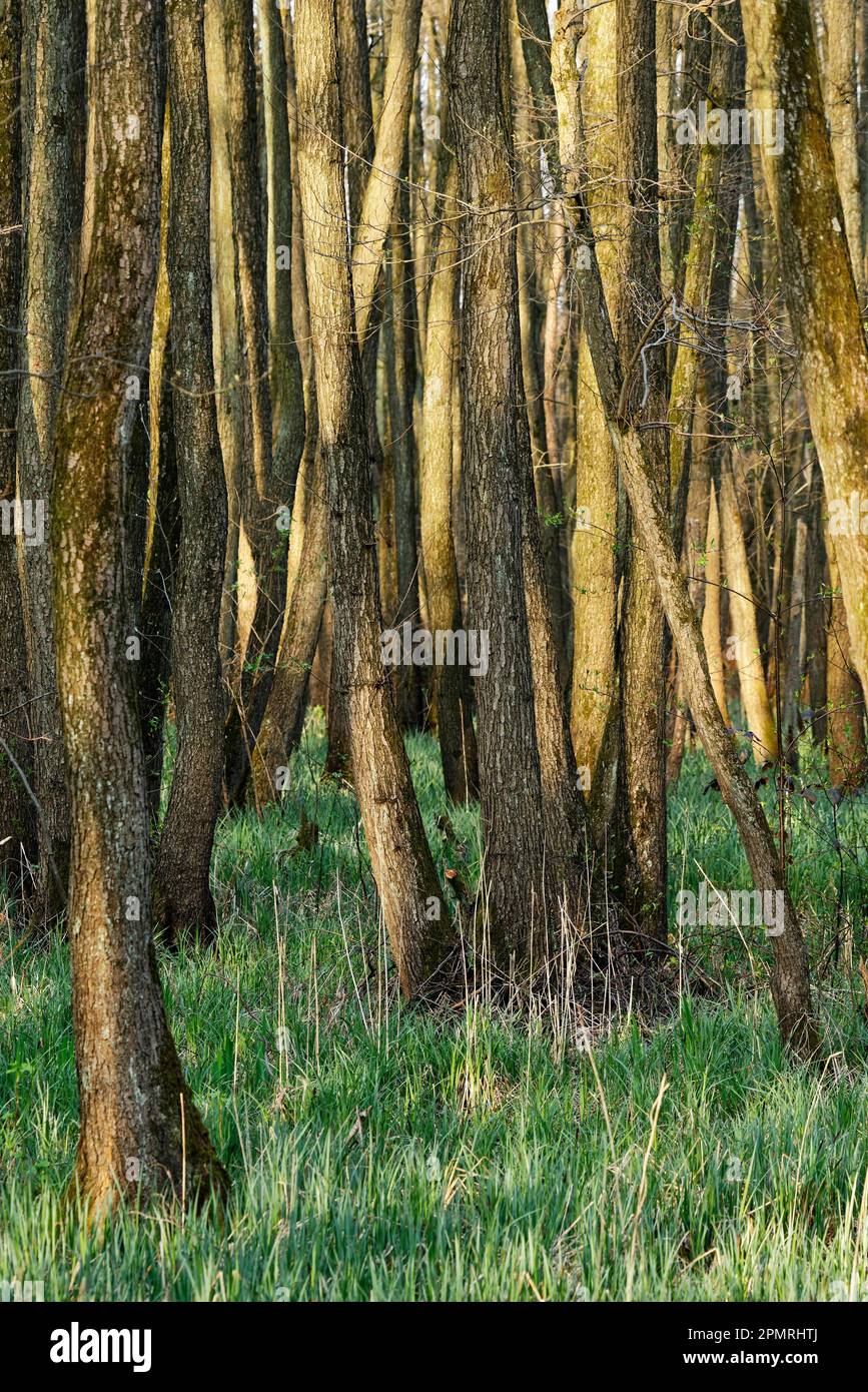 Swamp forest with Black alder (Alnus glutinosa), Schwalm-Nette nature ...