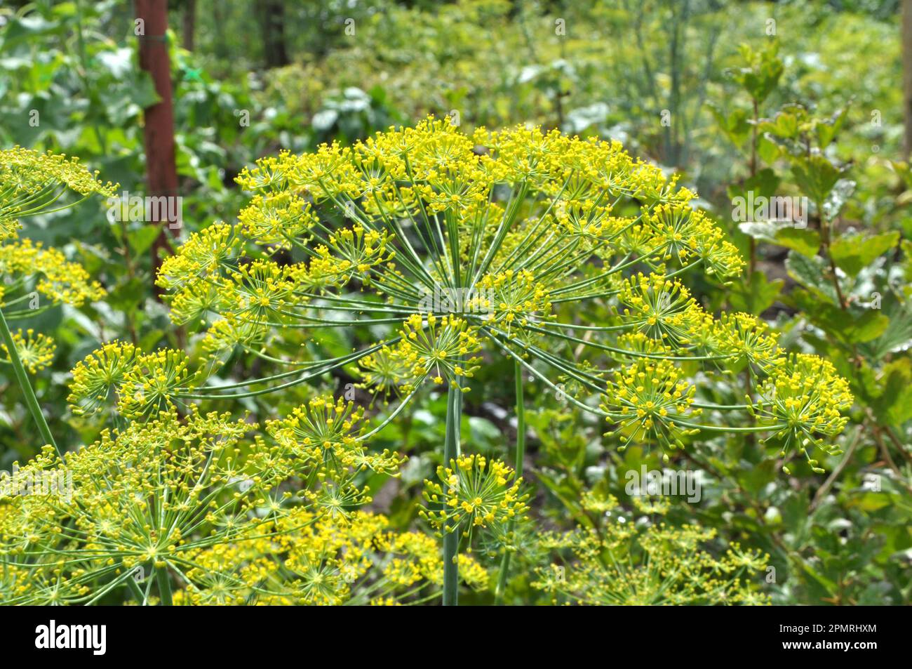 In the open ground in the garden grows dill (Anethum graveolens Stock ...