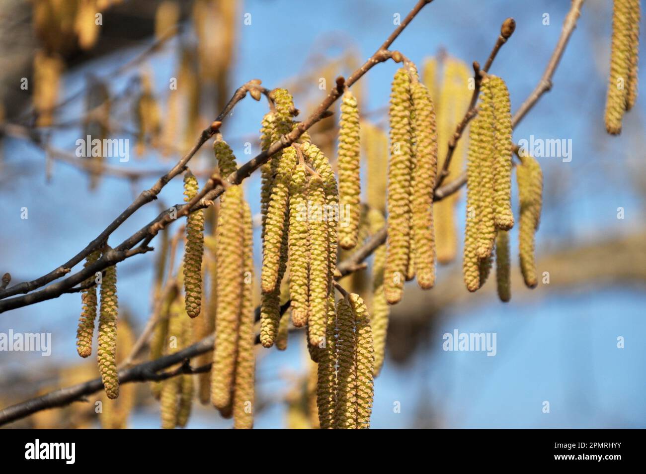 Common hazel (Corylus avellana) in the spring blooms in the forest ...