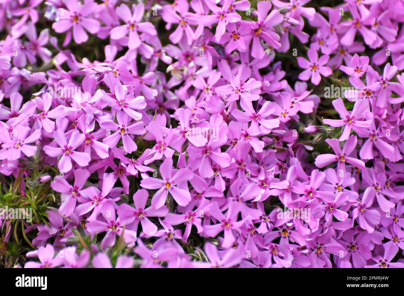 In spring, phlox subulata blooms in a flower bed Stock Photo - Alamy