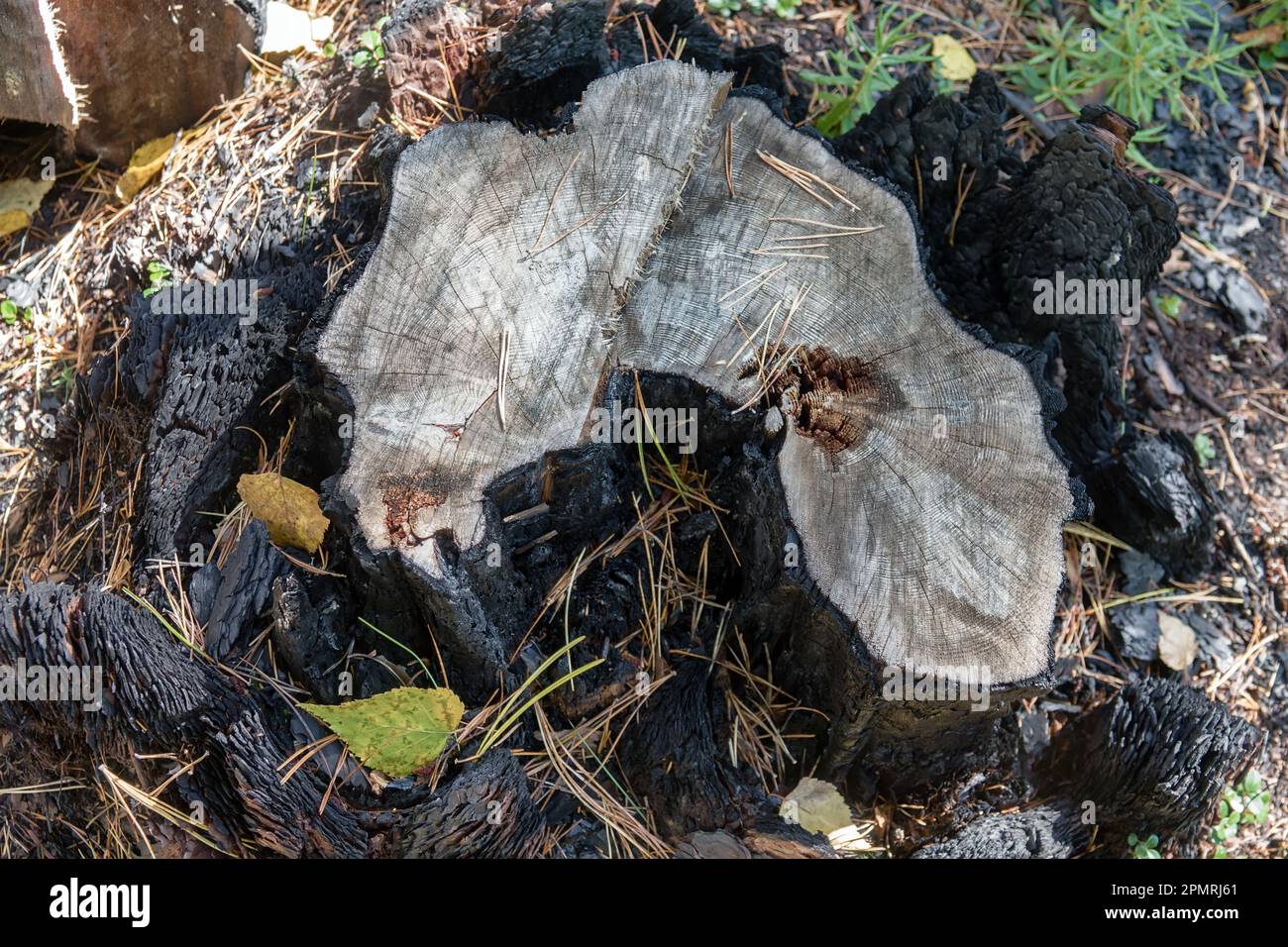 Fire-damaged forest boreal forests. Burnt boreal forests. Wildfire low ...