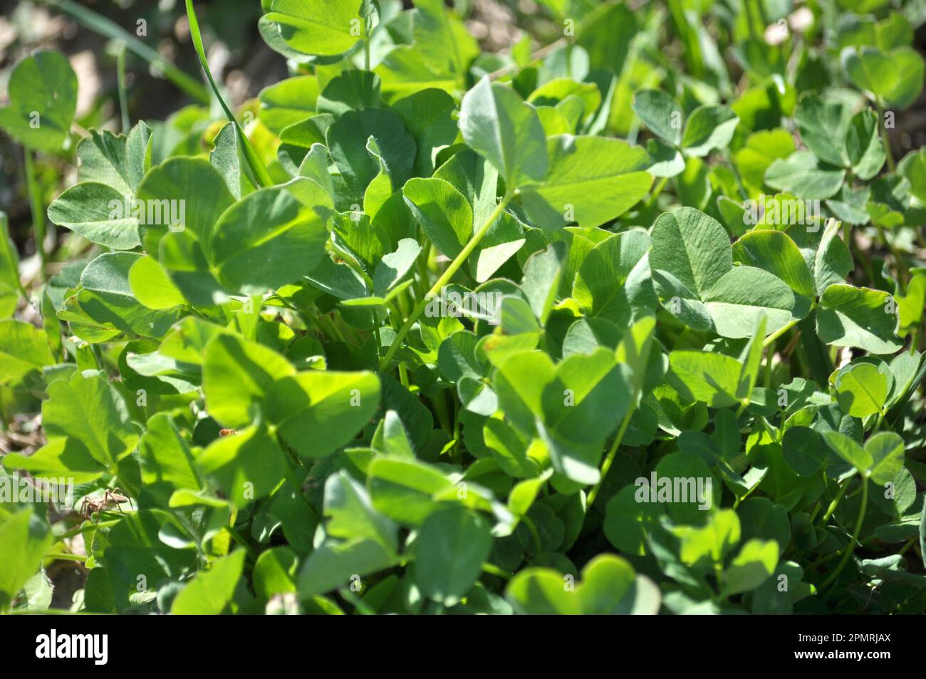 In the spring farm field young clover grows Stock Photo - Alamy