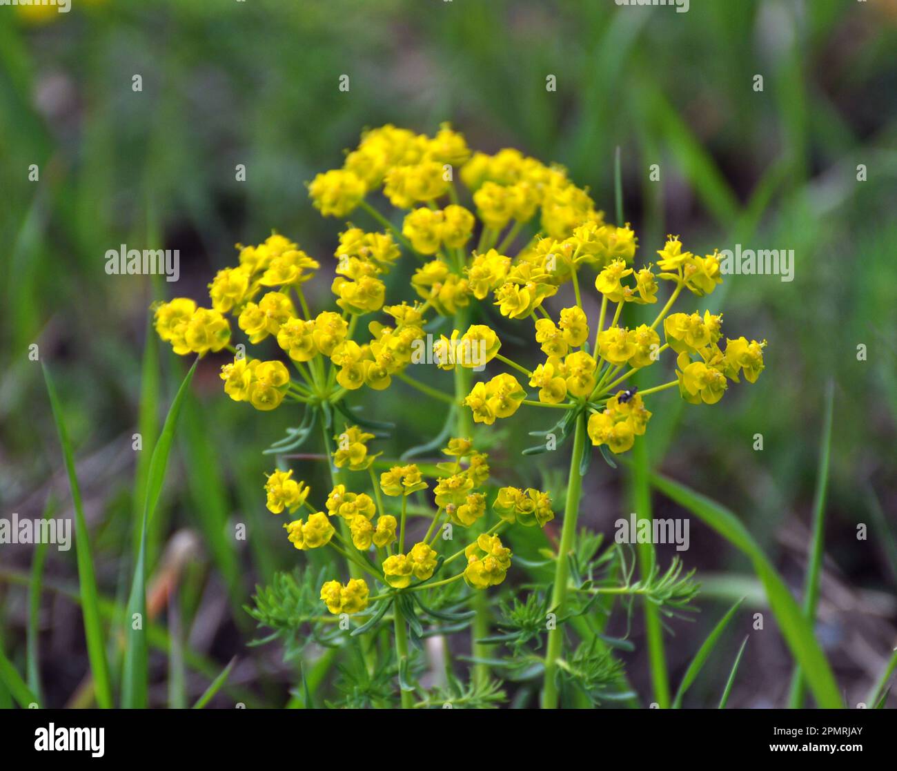 In the spring of wild herbs, Euphorbia cyparissias blooms Stock Photo ...